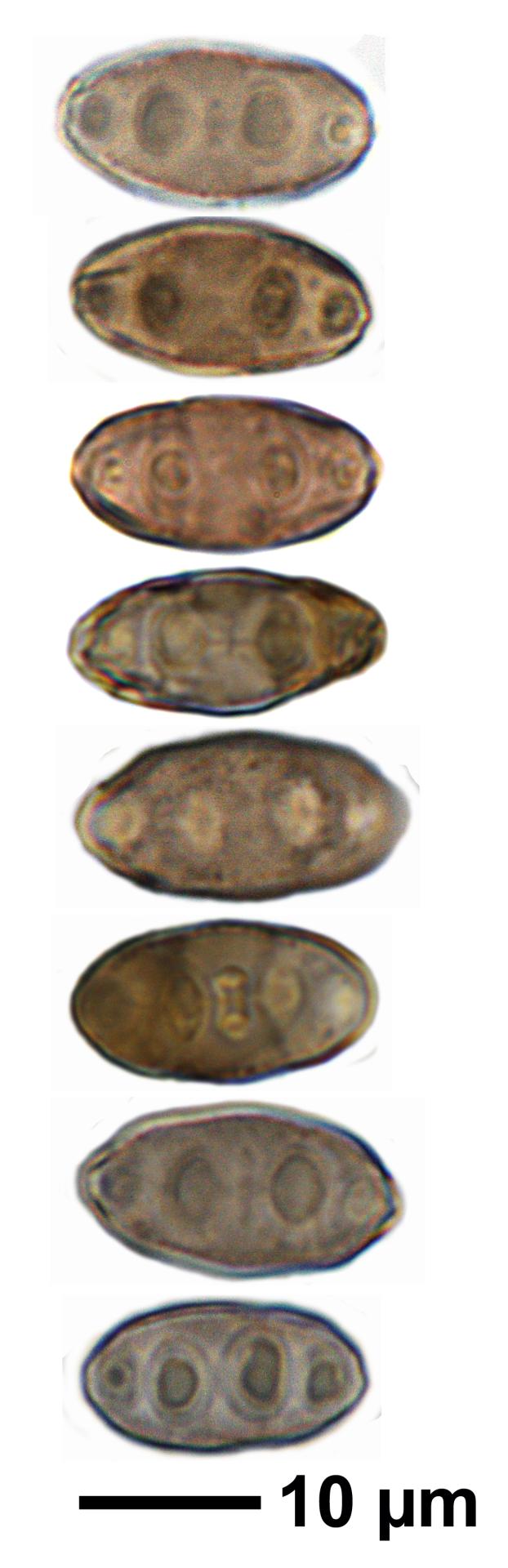 Pyrenula occidentalis (R. C. Harris) R. C. Harris | Azorean ...