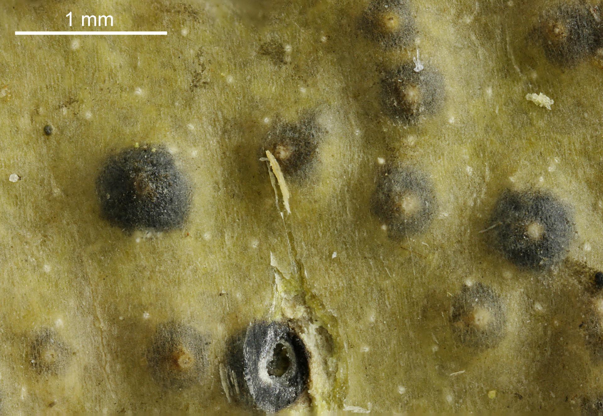 Pyrenula macrospora (Degel.) Coppins & P. James | Azorean Biodiversity ...