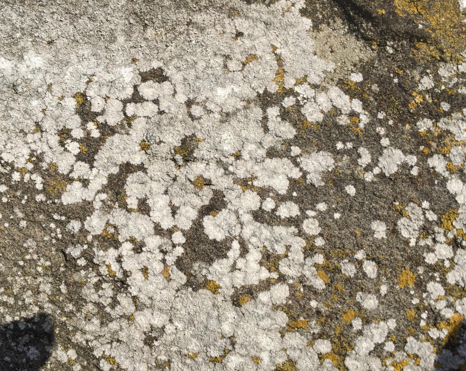 Caloplaca albolutescens (Nyl.) H. Olivier | Azorean Biodiversity Portal