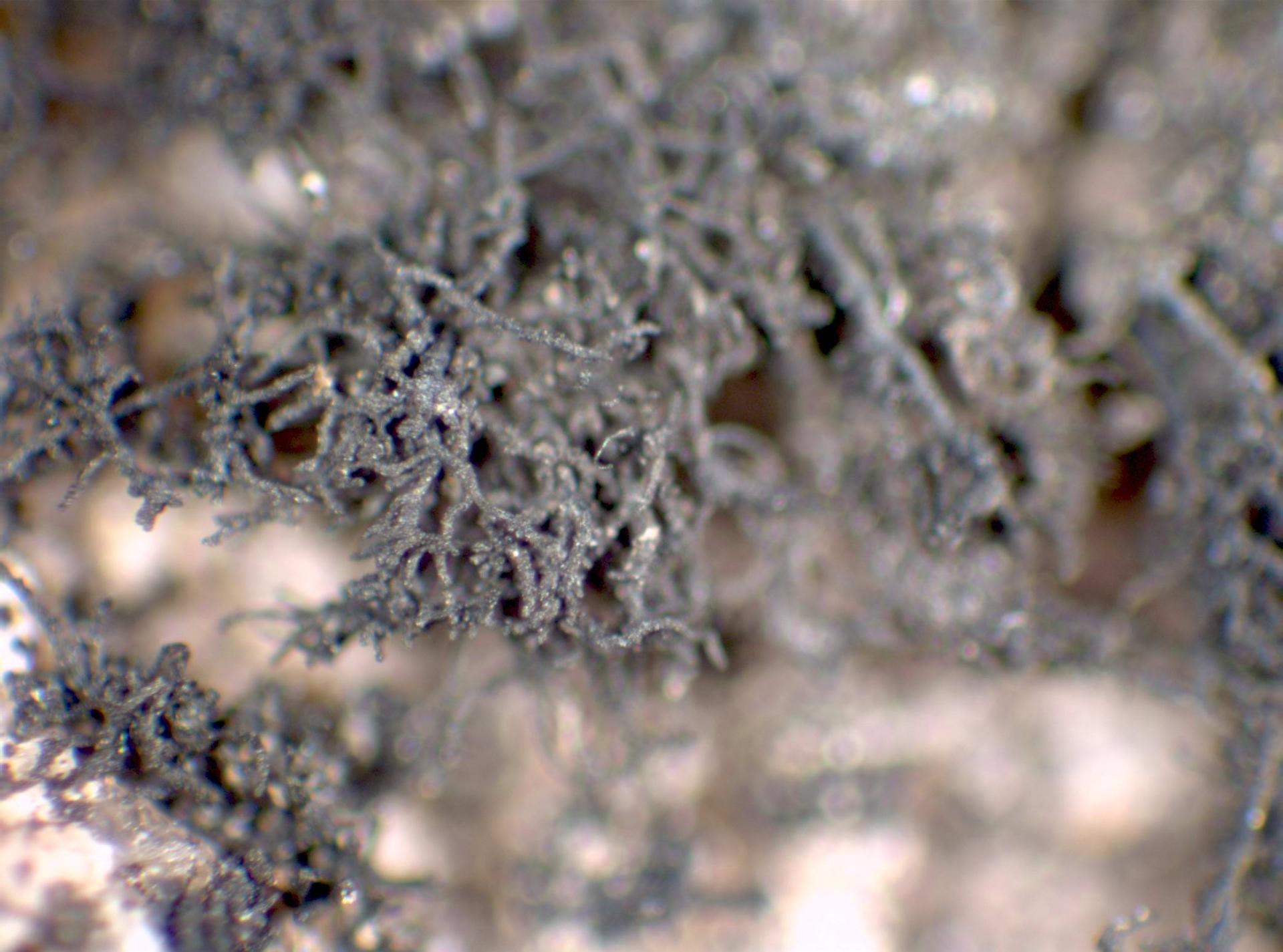 Spilonema paradoxum Bornet | Azorean Biodiversity Portal