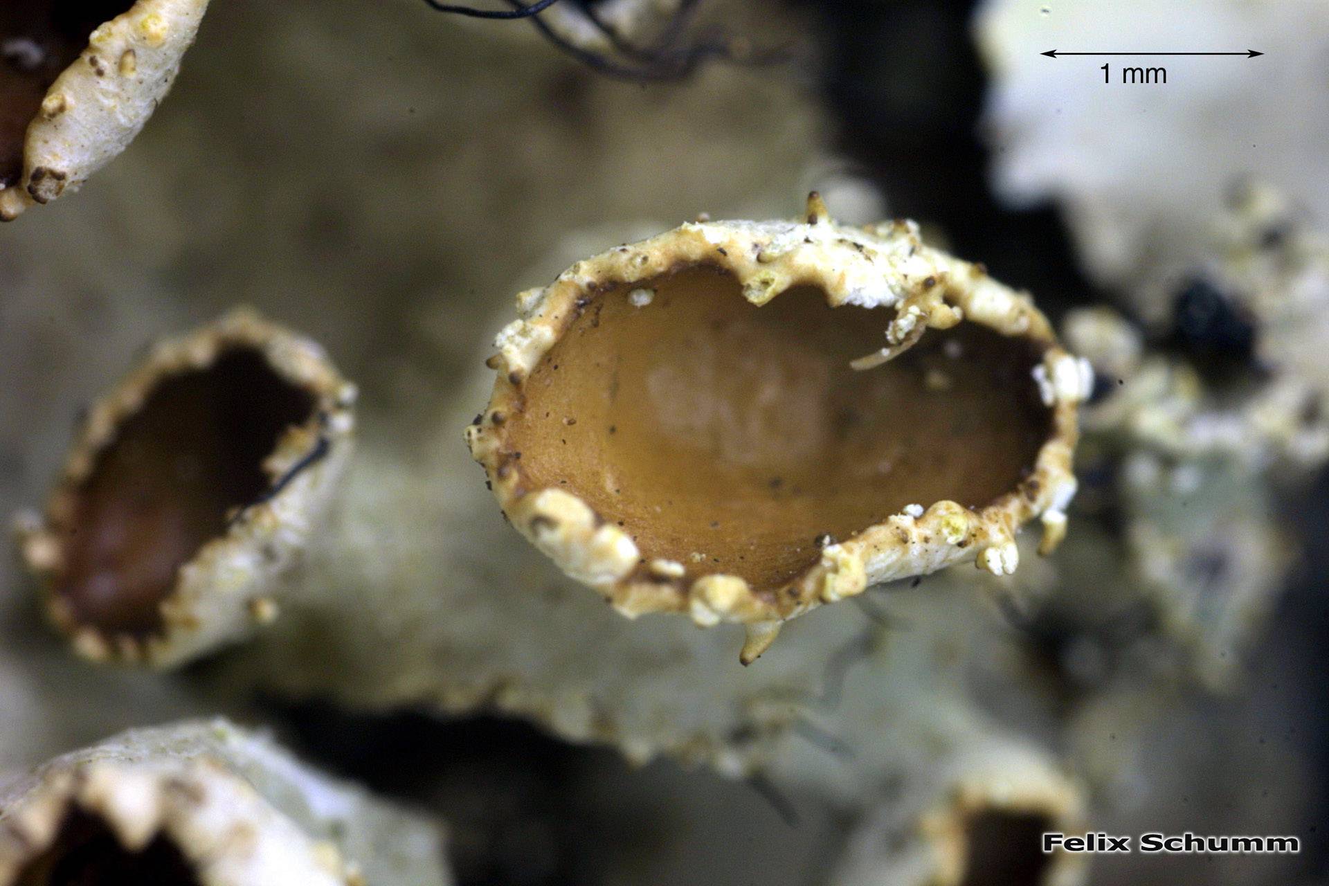 Parmotrema crinitum (Ach.) M. Choisy | Azorean Biodiversity Portal