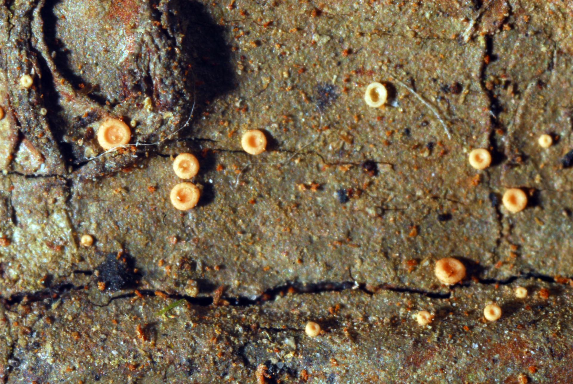 Coenogonium pineti (Schrad.) Lücking & Lumbsch | Azorean Biodiversity ...