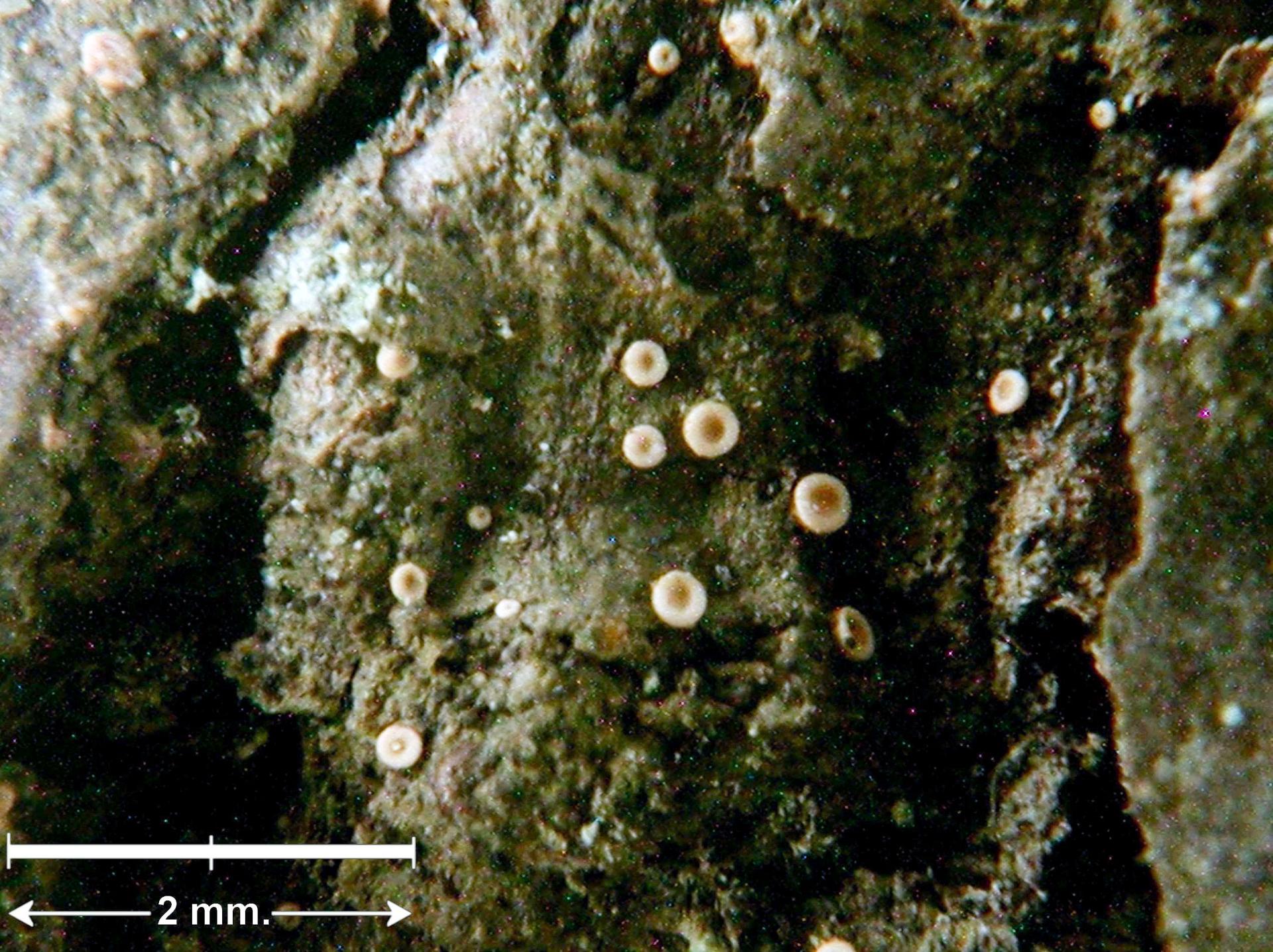 Coenogonium pineti (Schrad.) Lücking & Lumbsch | Azorean Biodiversity ...