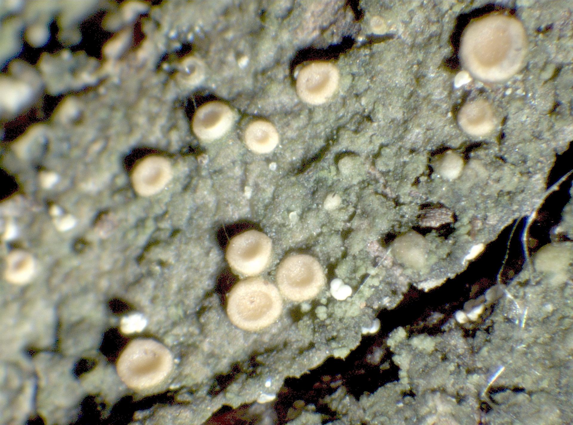 Coenogonium pineti (Schrad.) Lücking & Lumbsch | Azorean Biodiversity ...