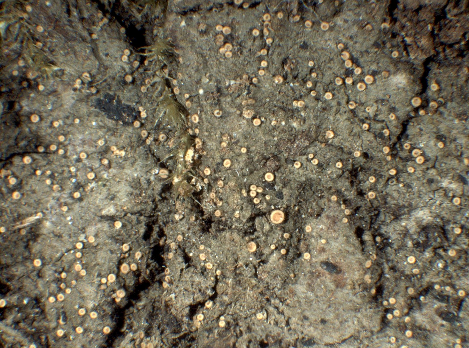 Coenogonium pineti (Schrad.) Lücking & Lumbsch | Azorean Biodiversity ...