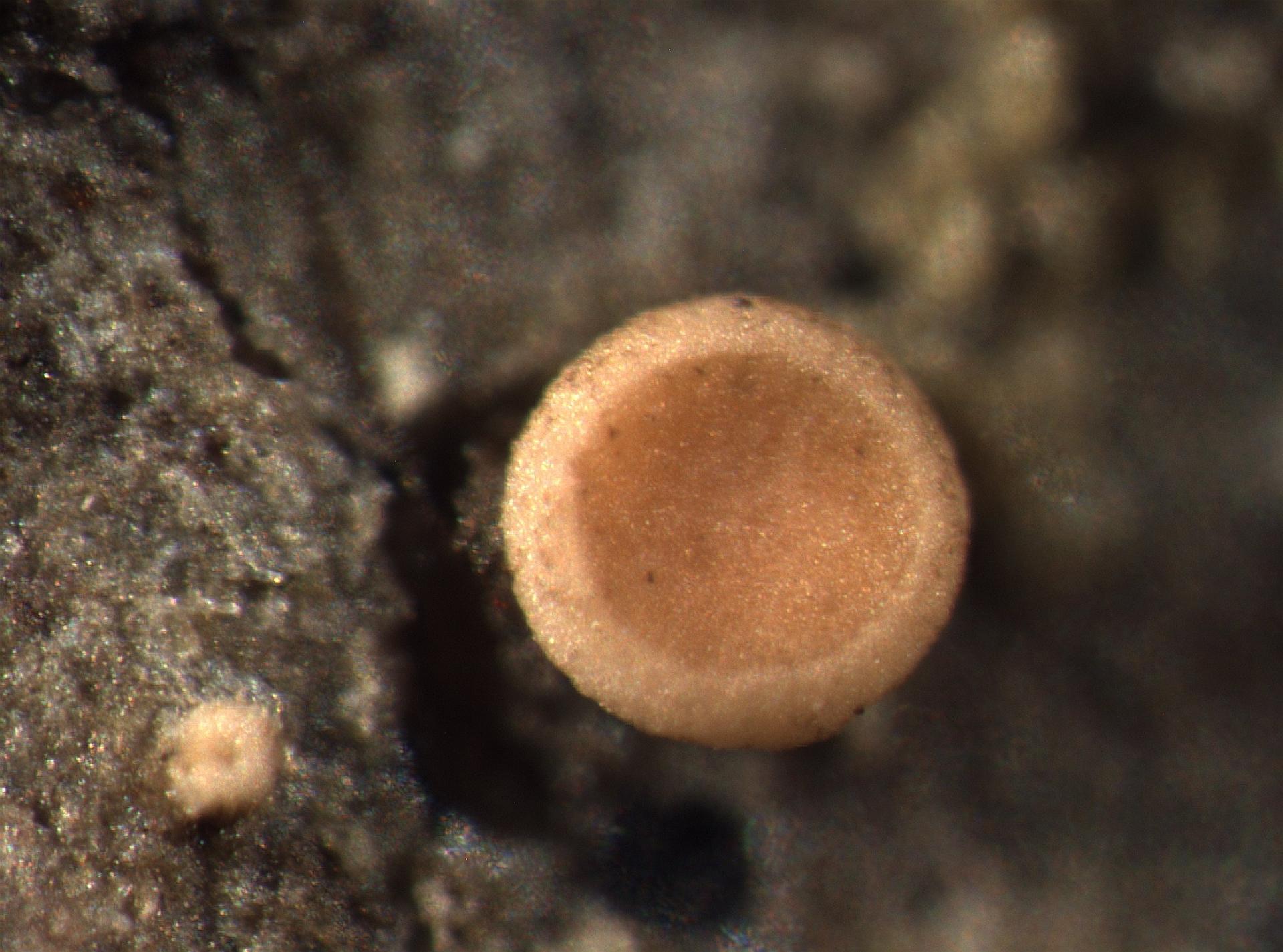 Coenogonium pineti (Schrad.) Lücking & Lumbsch | Azorean Biodiversity ...