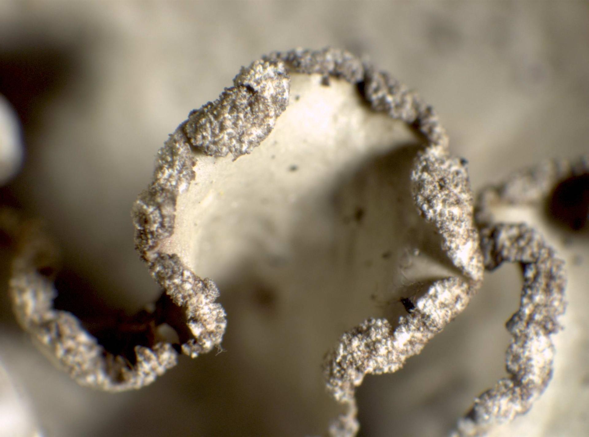 Cetrelia olivetorum (Nyl.) W. L. Culb. & C. F. Culb. | Azorean ...