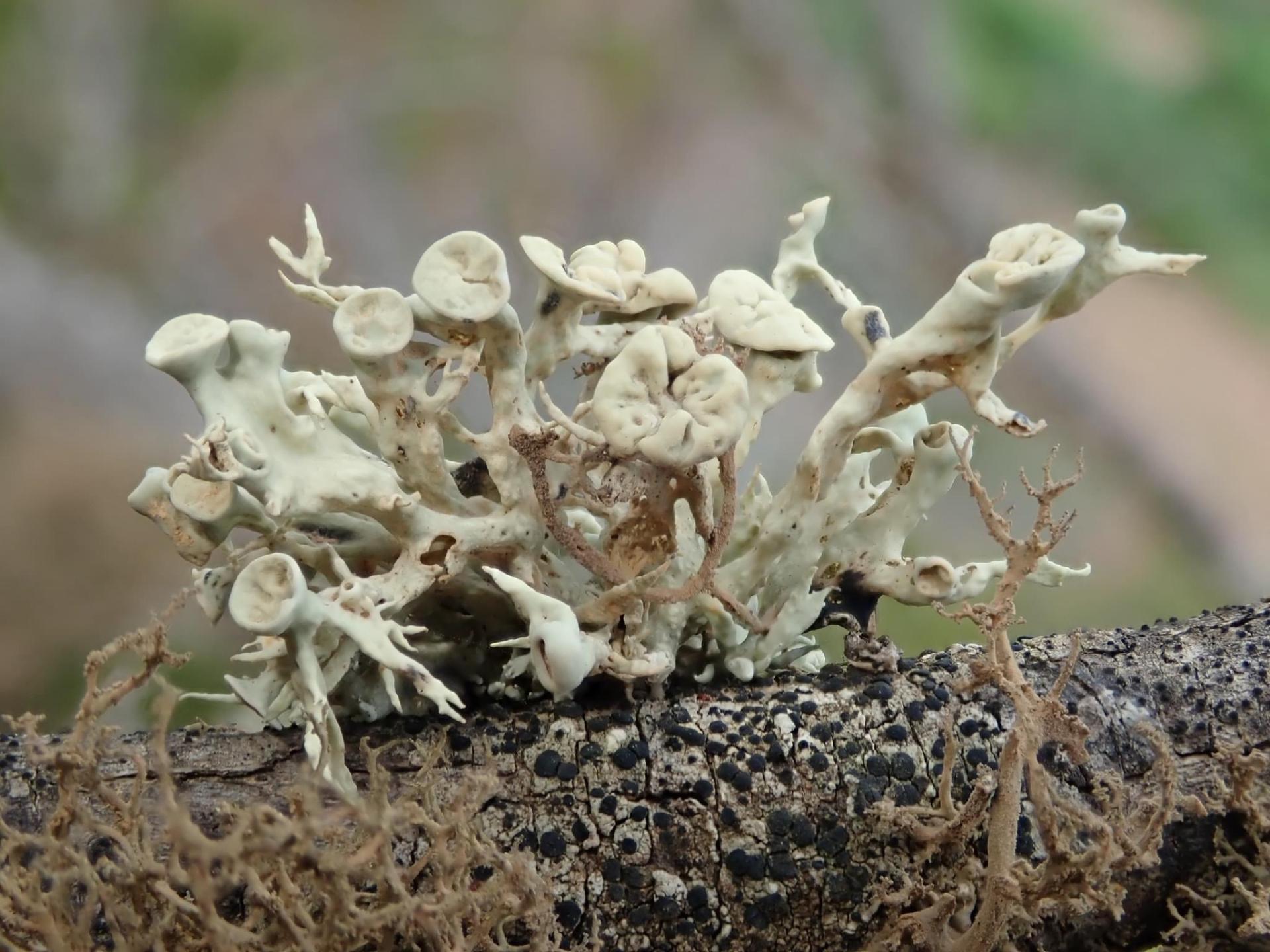 Ramalina subgeniculata Nyl. | Azorean Biodiversity Portal