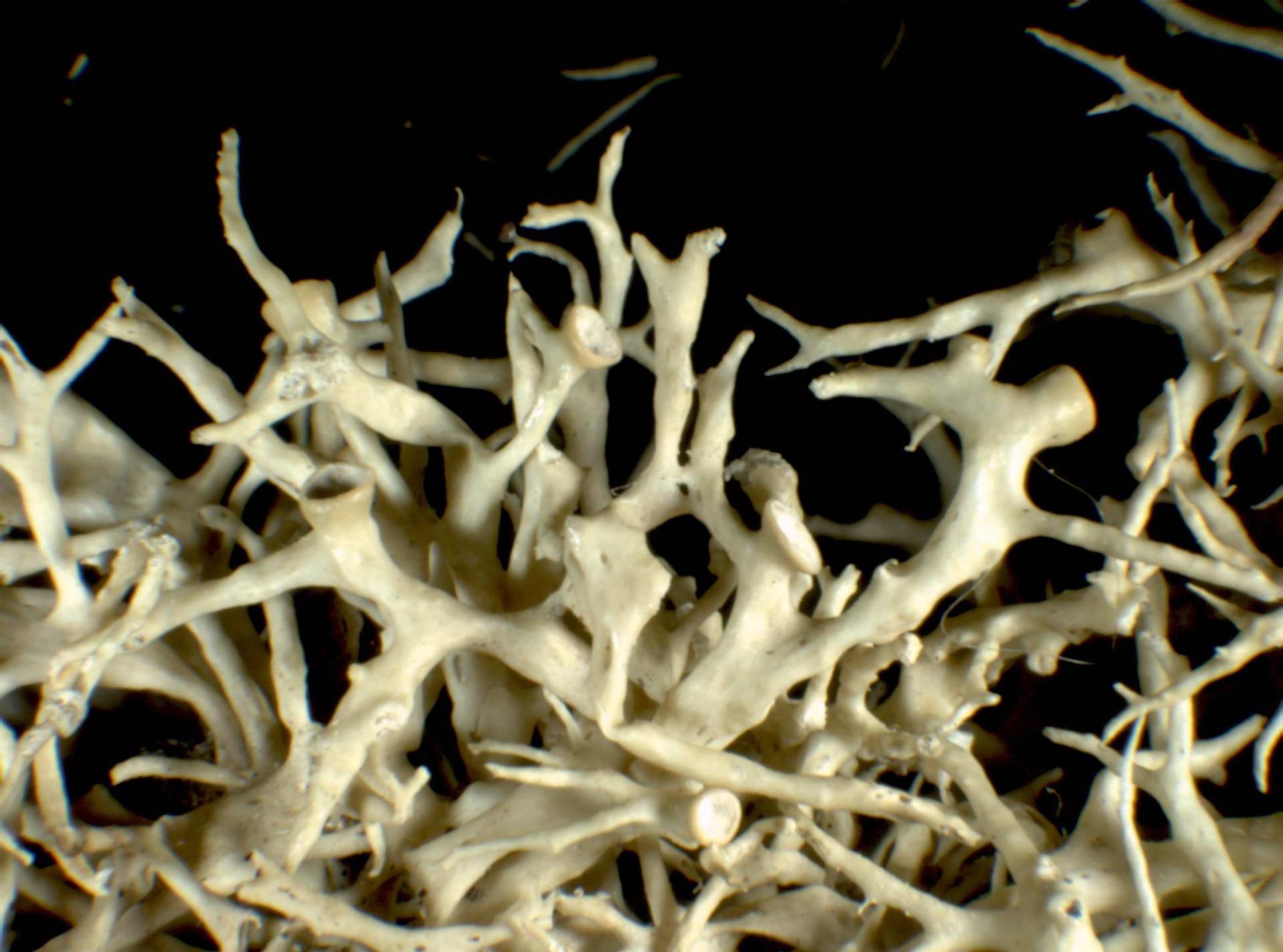 Ramalina subgeniculata Nyl. | Azorean Biodiversity Portal