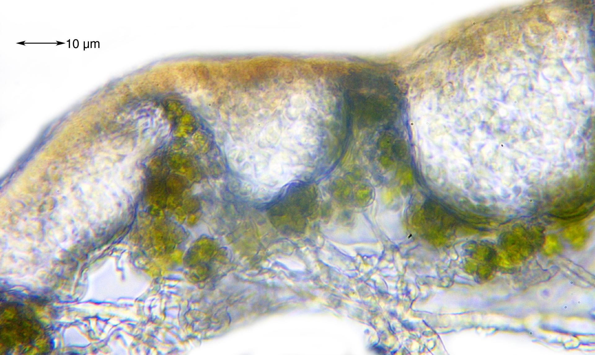 Ramalina subgeniculata Nyl. | Azorean Biodiversity Portal
