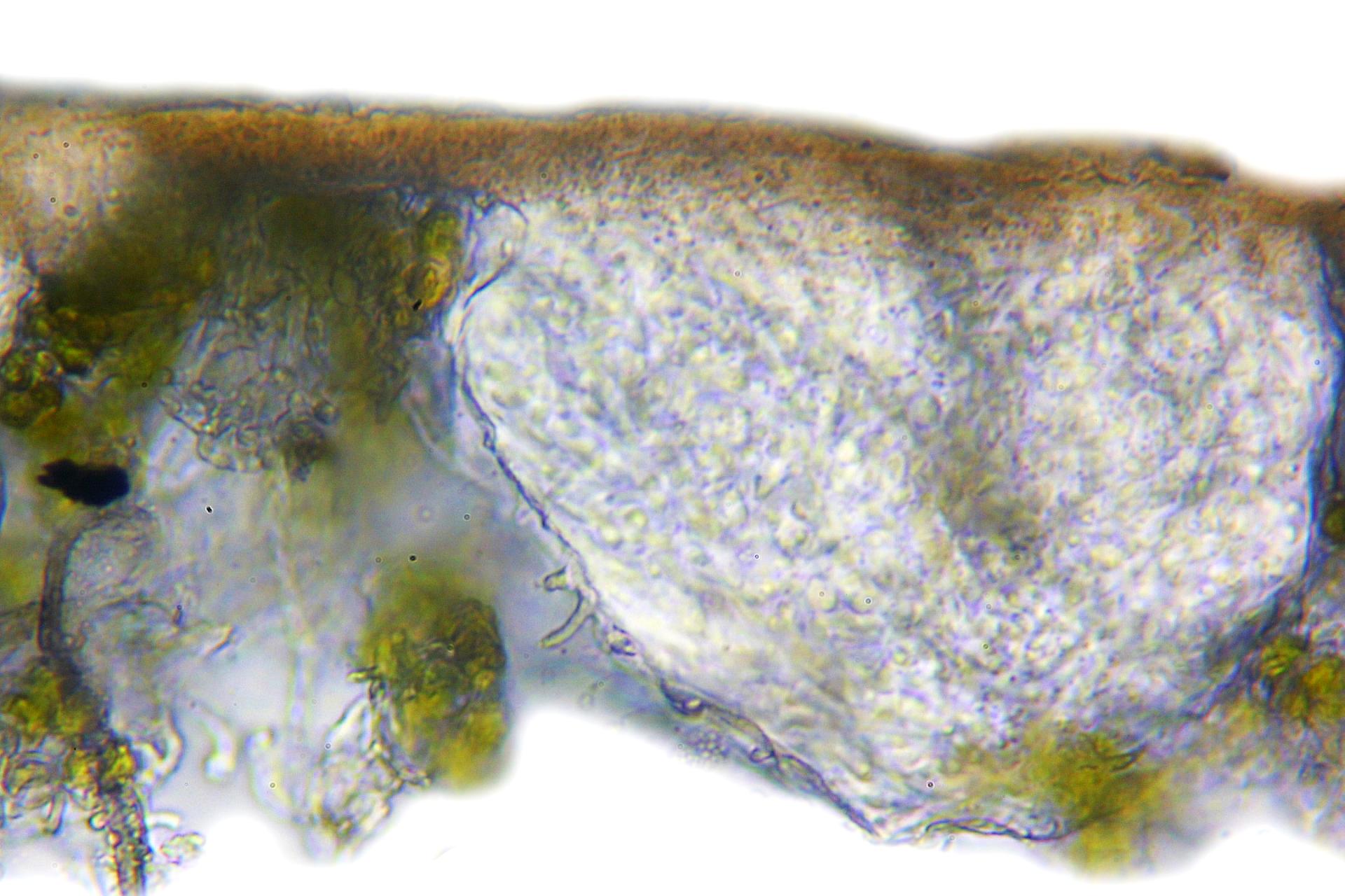 Ramalina subgeniculata Nyl. | Azorean Biodiversity Portal