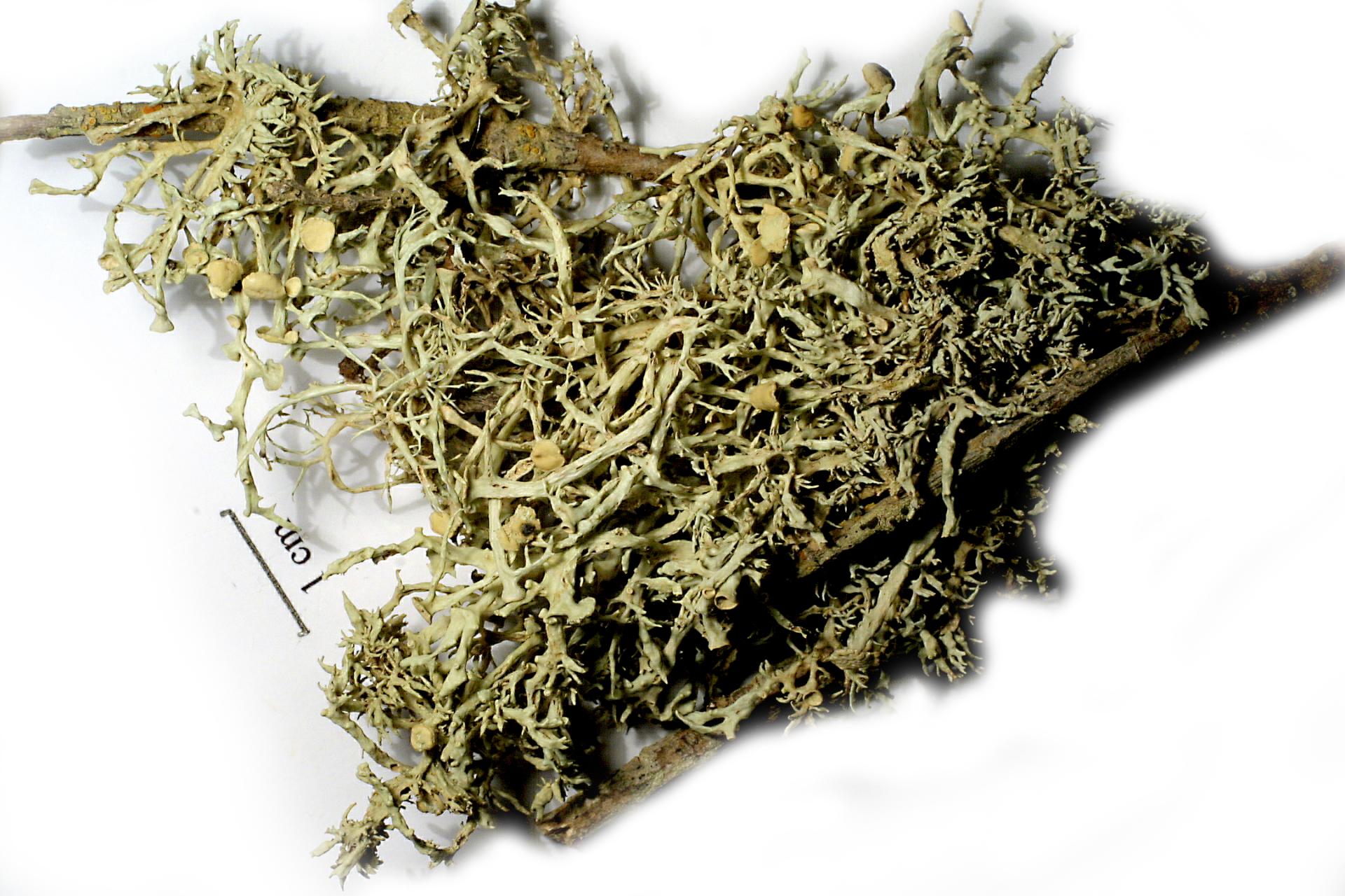 Ramalina subgeniculata Nyl. | Azorean Biodiversity Portal