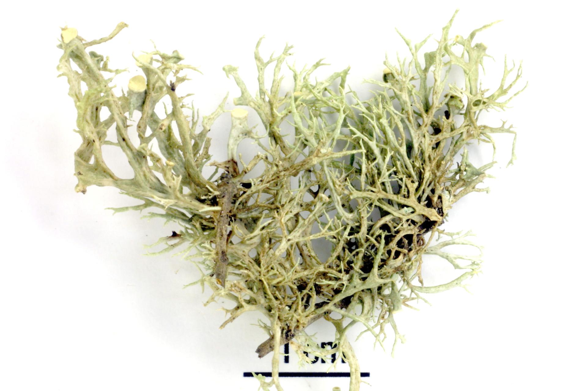 Ramalina subgeniculata Nyl. | Azorean Biodiversity Portal