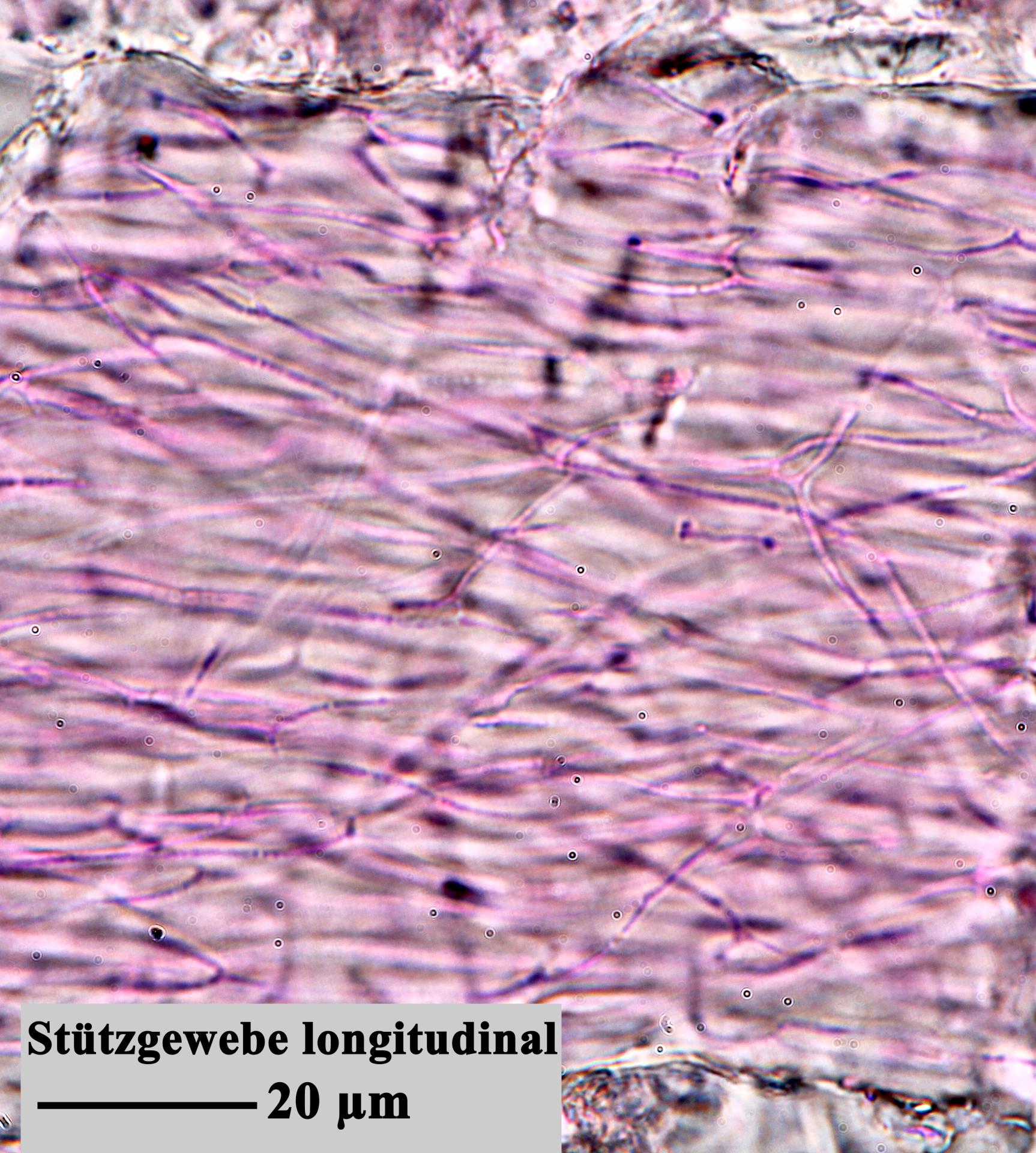 Ramalina subgeniculata Nyl. | Azorean Biodiversity Portal