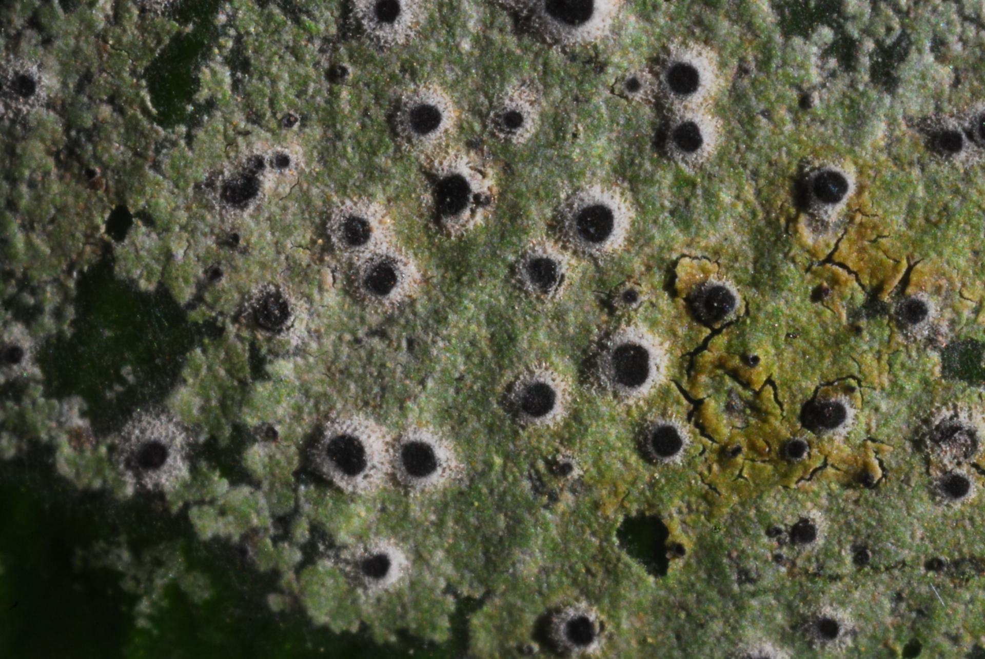 Byssoloma subdiscordans (Nyl.) P. James | Portal de la Biodiversidad de ...