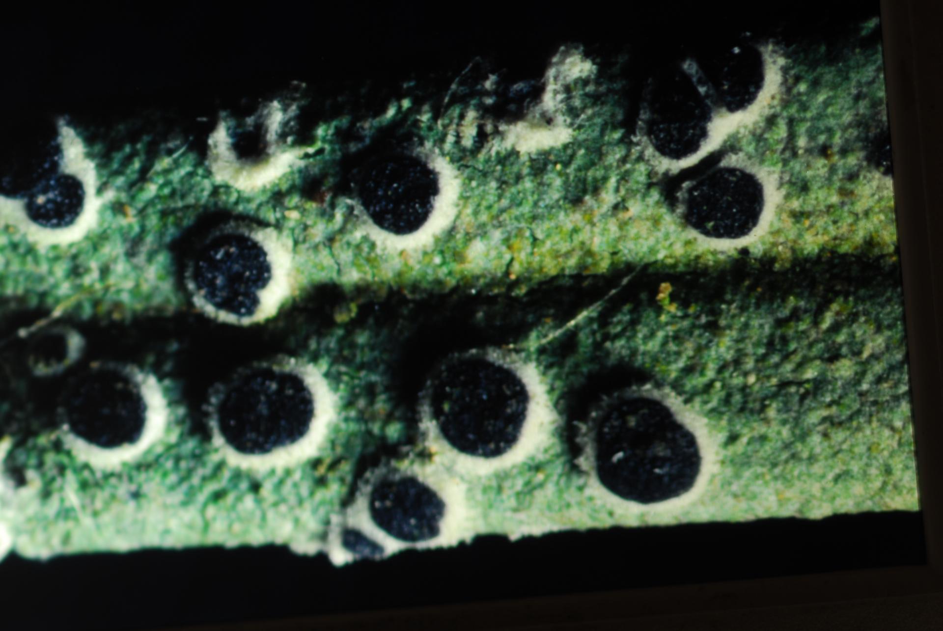 Byssoloma subdiscordans (Nyl.) P. James | Portal de la Biodiversidad de ...