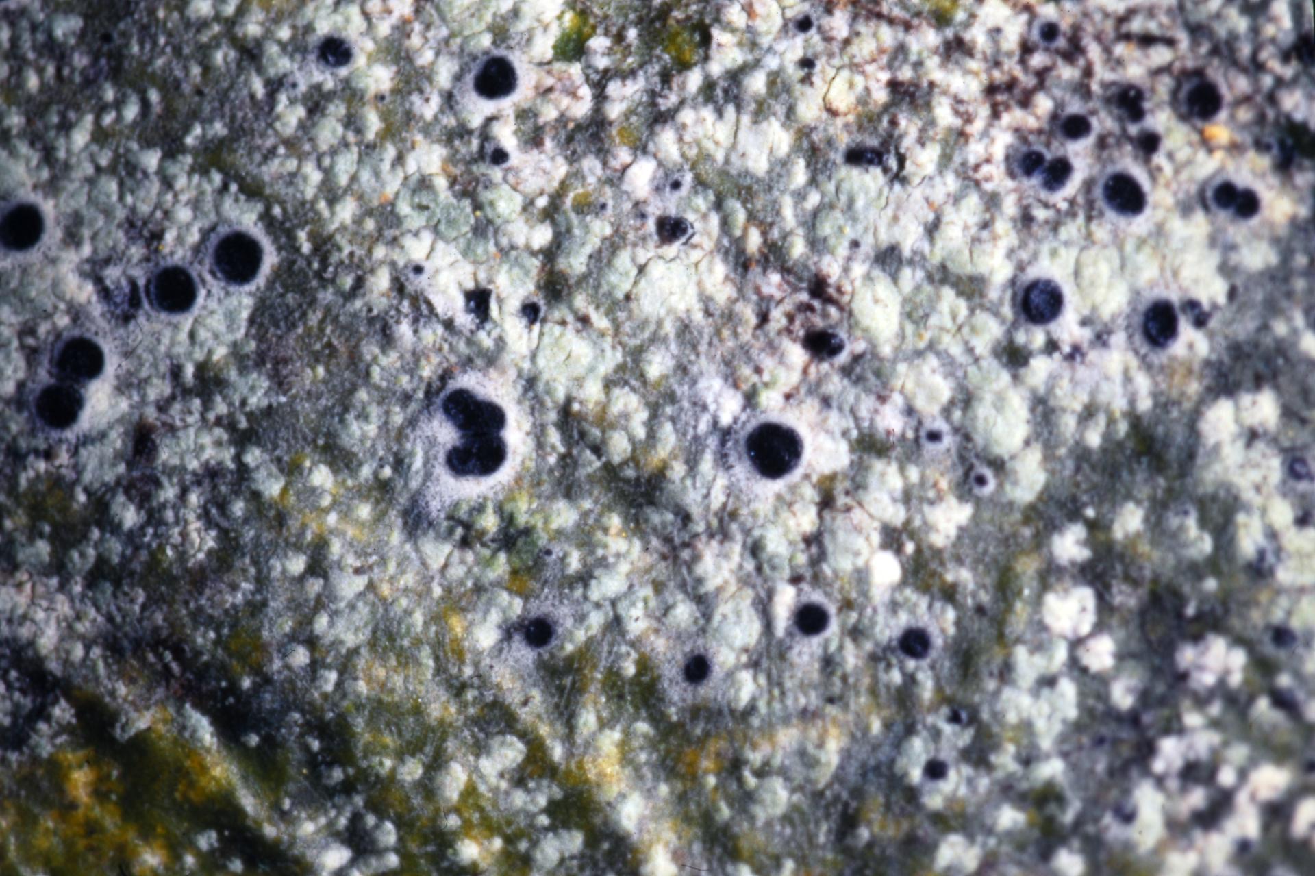 Byssoloma subdiscordans (Nyl.) P. James | Portal de la Biodiversidad de ...