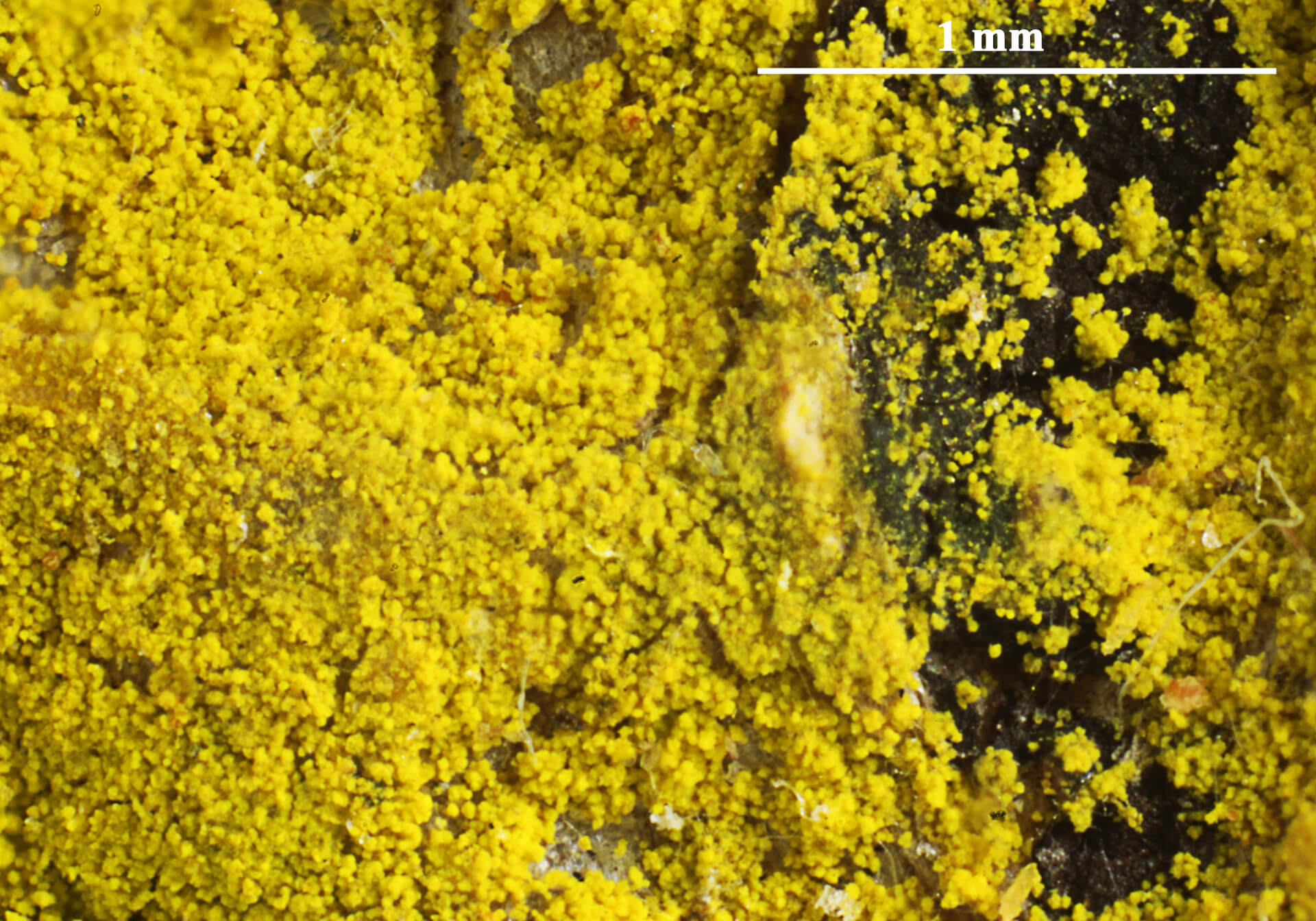 Chrysothrix candelaris (L.) J. R. Laundon, 1981 | Portal de la ...
