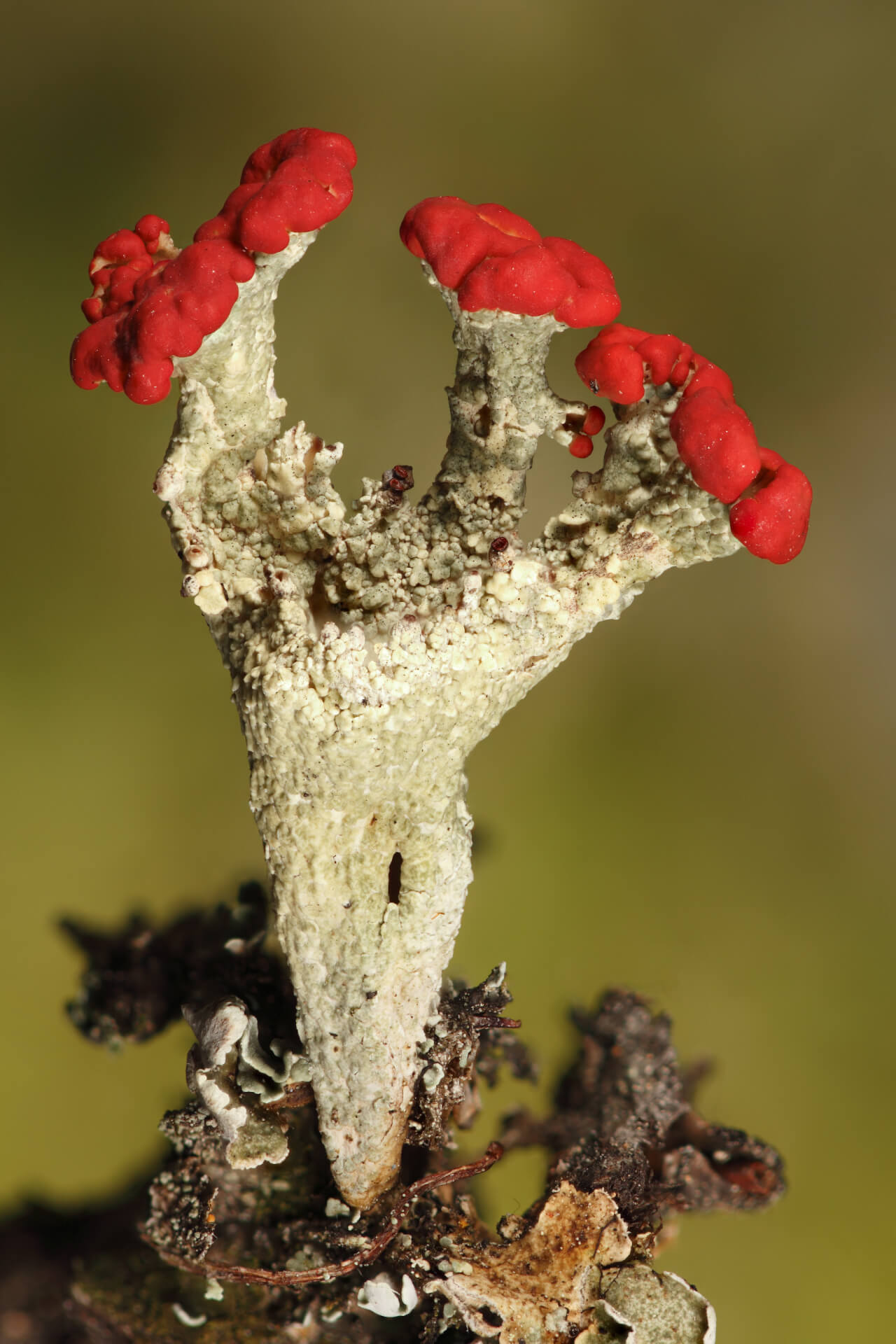 Cladonia coccifera (L.) Willd. | Portal da Biodiversidade dos Açores