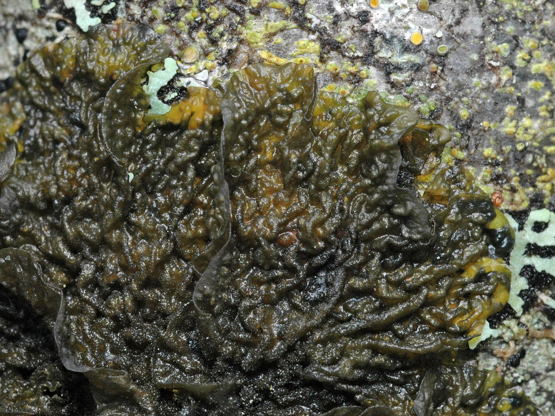 Collema furfuraceum Du Rietz | Azorean Biodiversity Portal