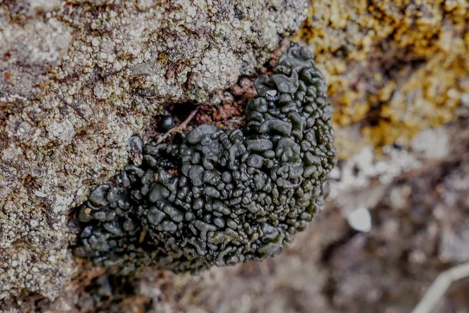 Enchylium tenax (Sw.) Gray, 1821 | Azorean Biodiversity Portal