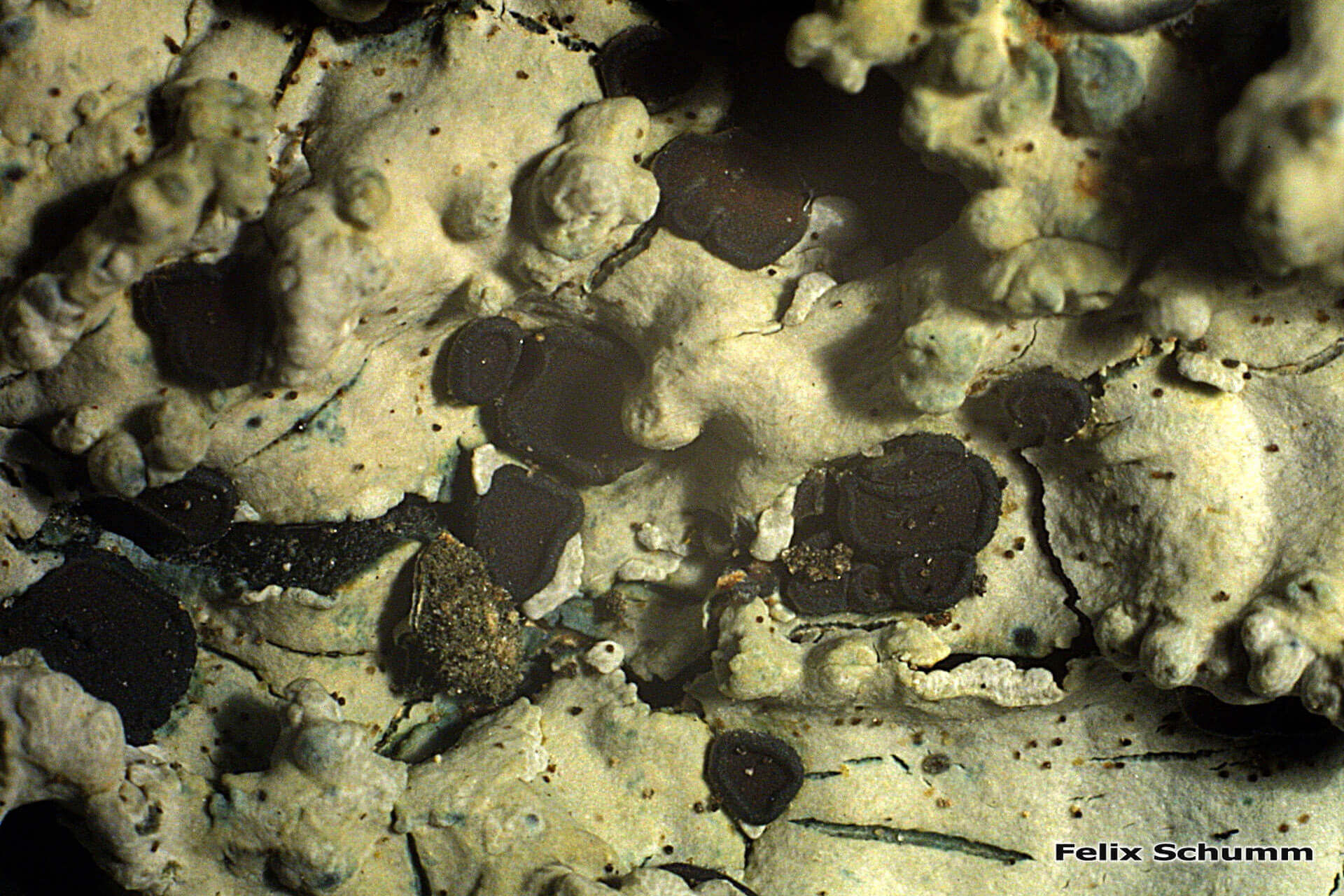 Pectenia plumbea (Lightf.) P.M. Jørg., L. Lindblom, Wedin & S. Ekman ...