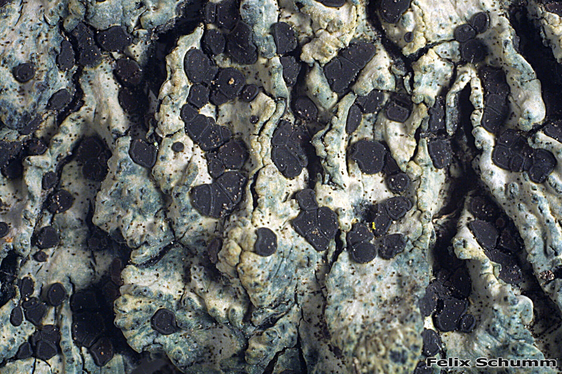 Pectenia plumbea (Lightf.) P.M. Jørg., L. Lindblom, Wedin & S. Ekman ...