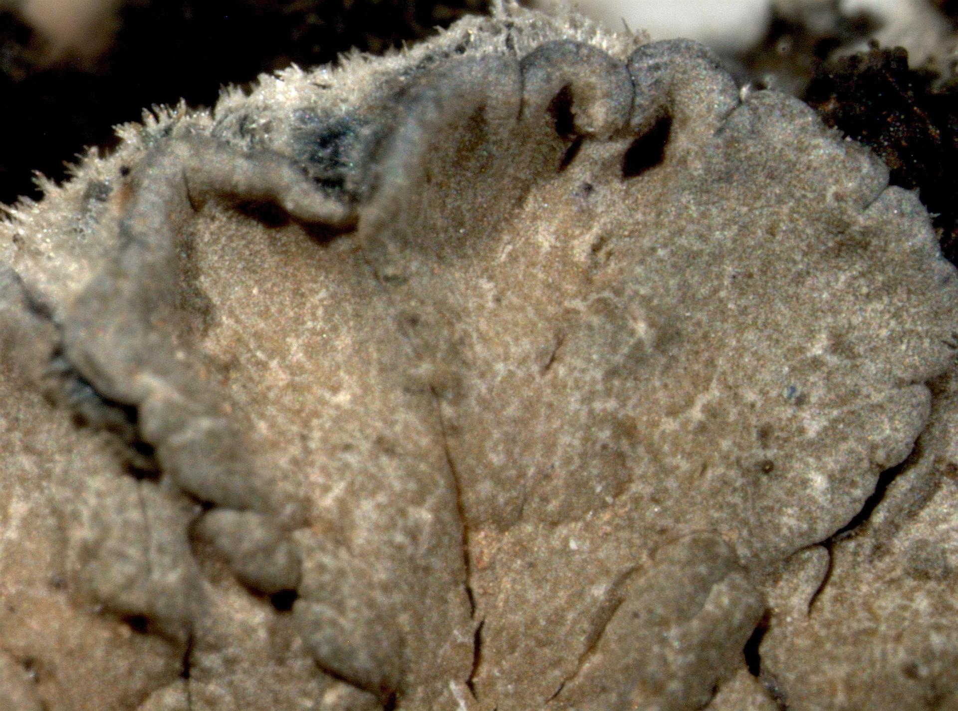 Pectenia plumbea (Lightf.) P.M. Jørg., L. Lindblom, Wedin & S. Ekman ...