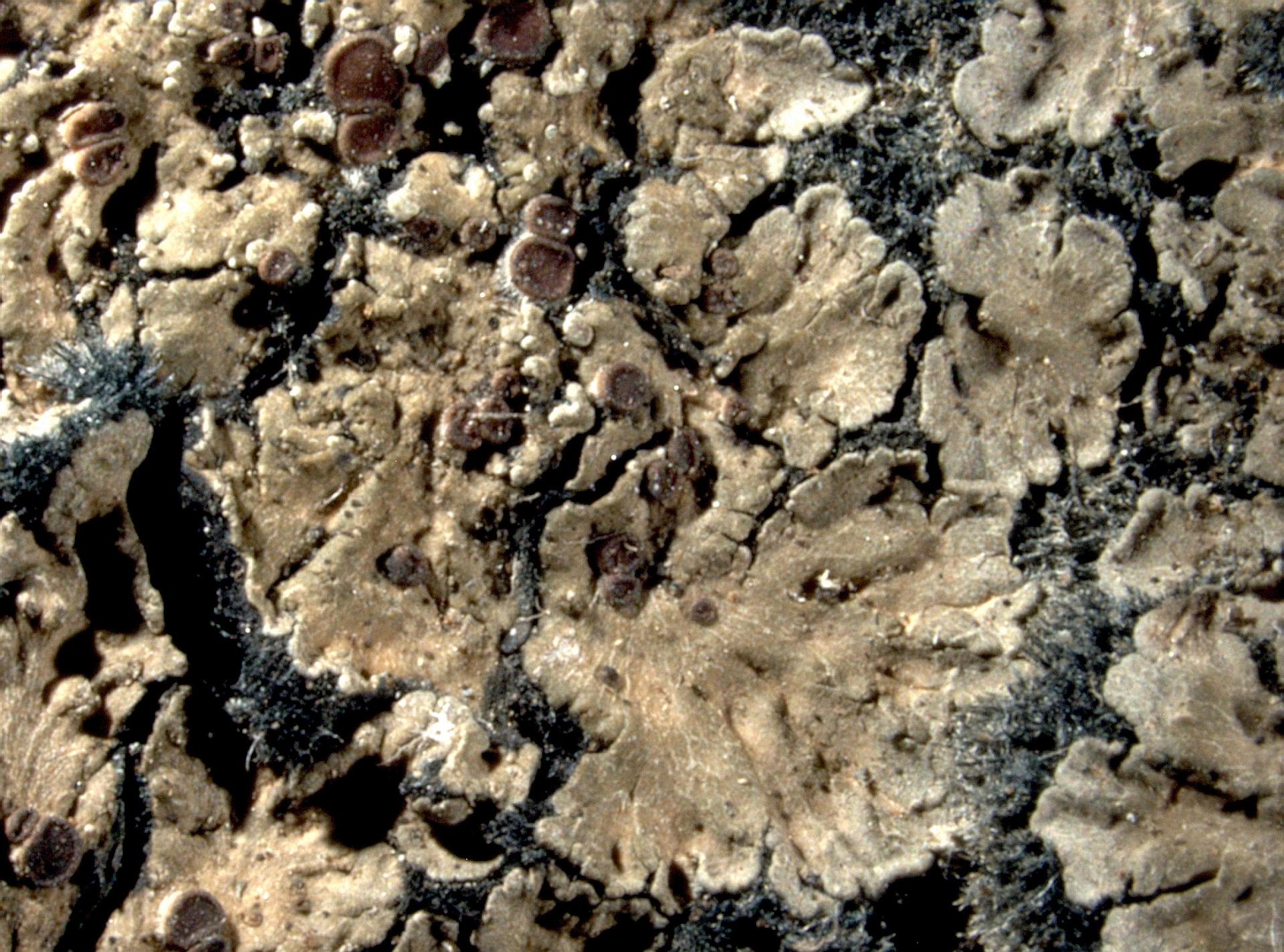 Pectenia plumbea (Lightf.) P.M. Jørg., L. Lindblom, Wedin & S. Ekman ...