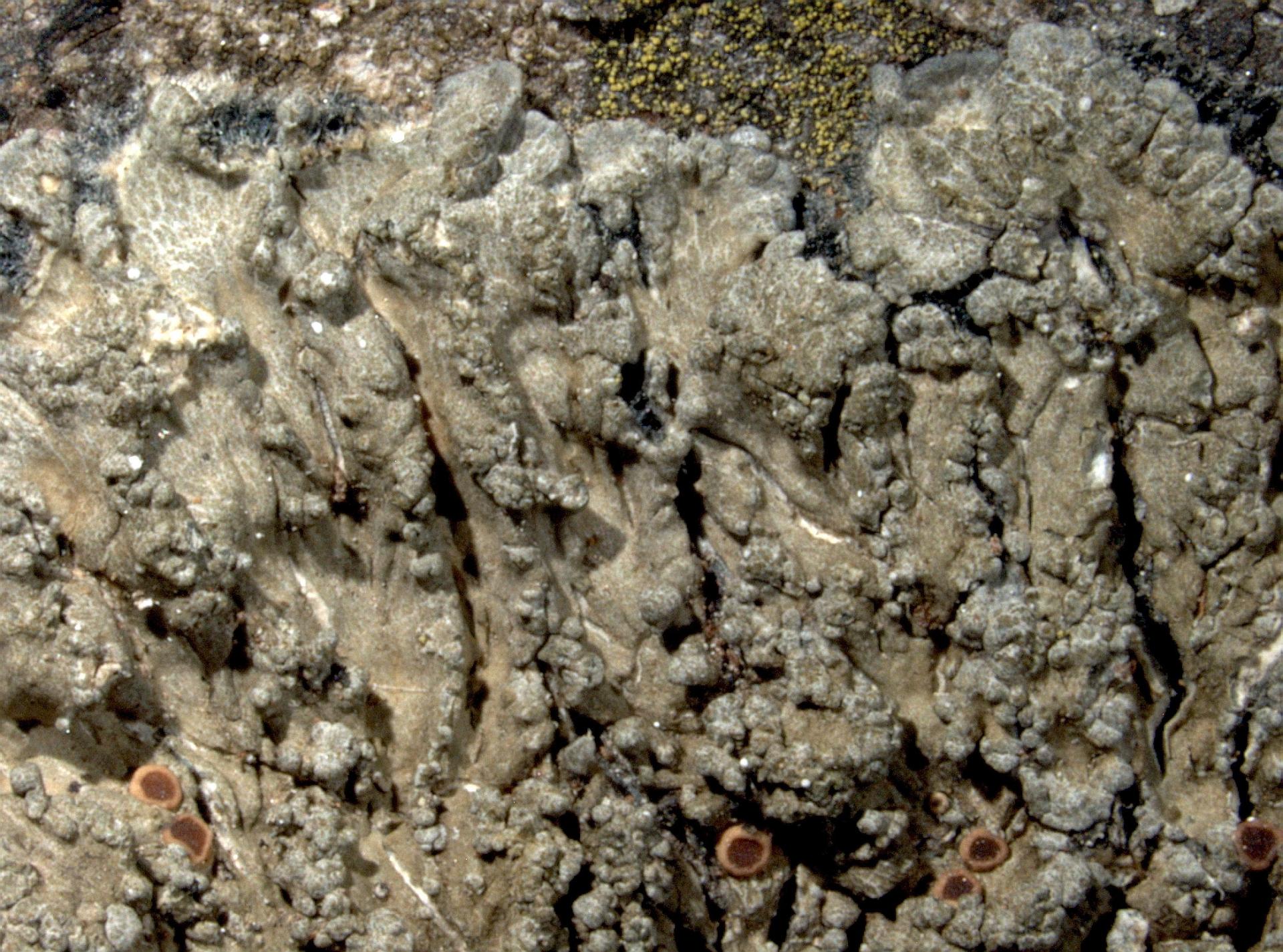 Pectenia plumbea (Lightf.) P.M. Jørg., L. Lindblom, Wedin & S. Ekman ...