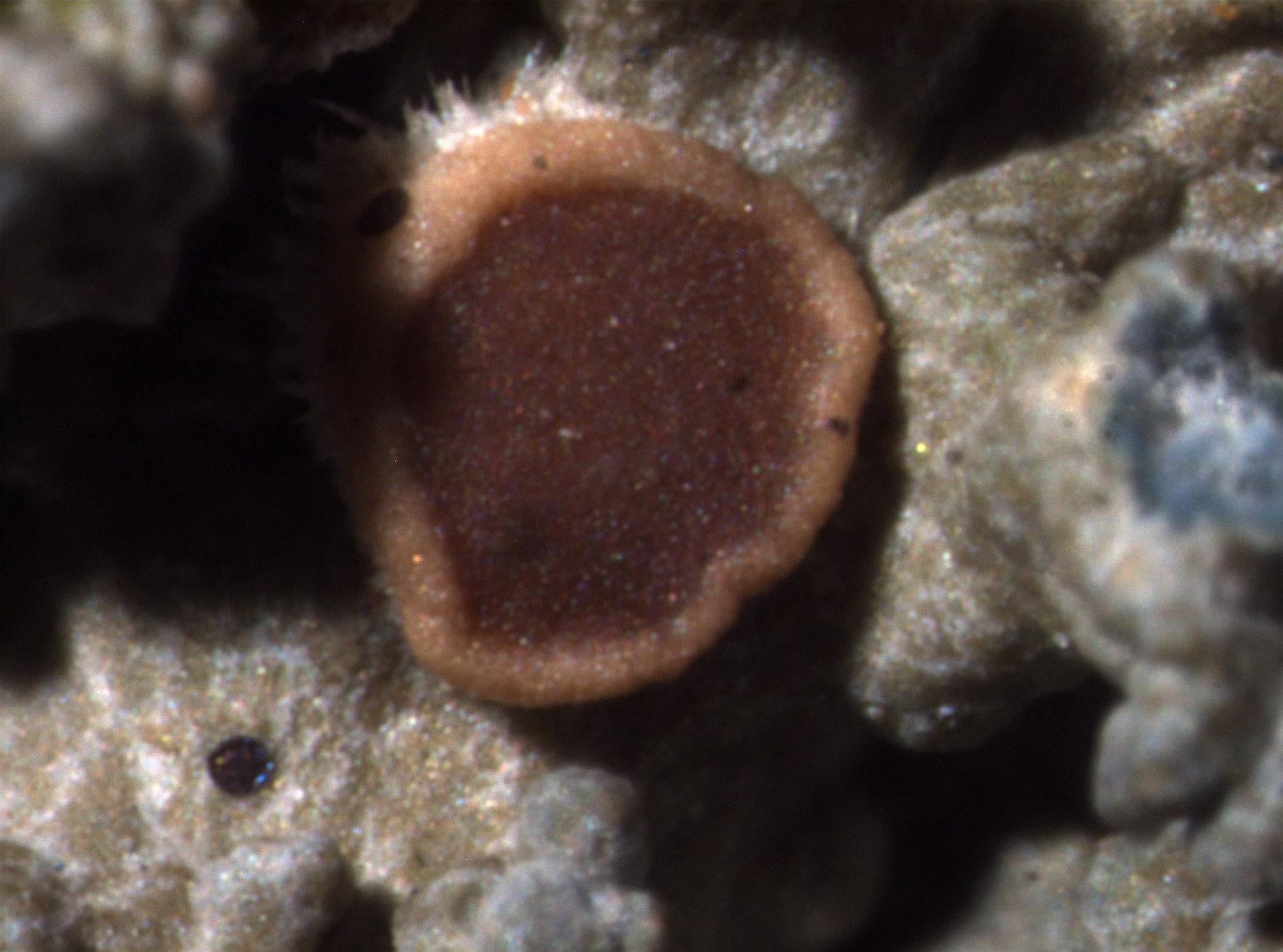 Pectenia plumbea (Lightf.) P.M. Jørg., L. Lindblom, Wedin & S. Ekman ...