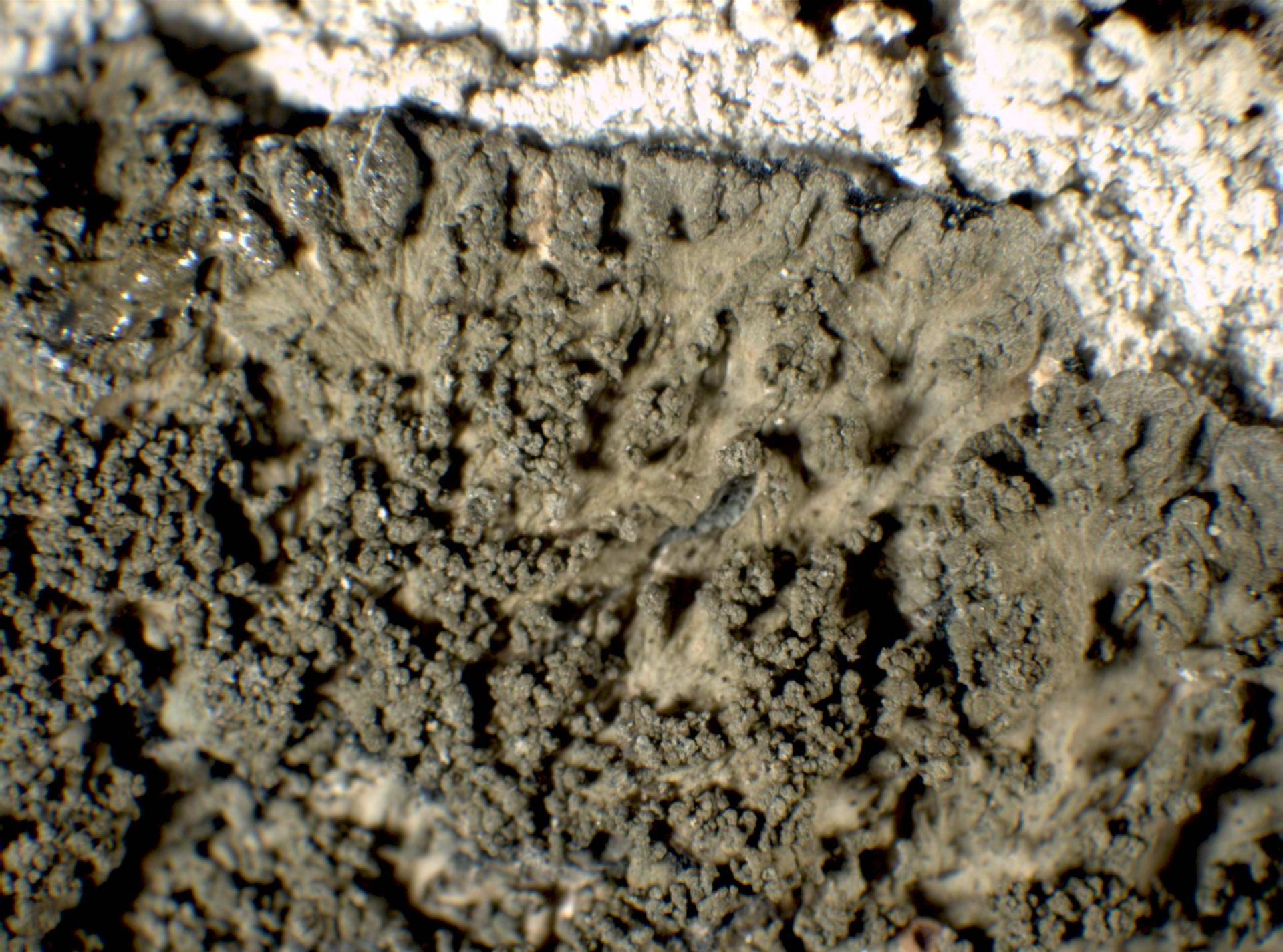 Pectenia plumbea (Lightf.) P.M. Jørg., L. Lindblom, Wedin & S. Ekman ...