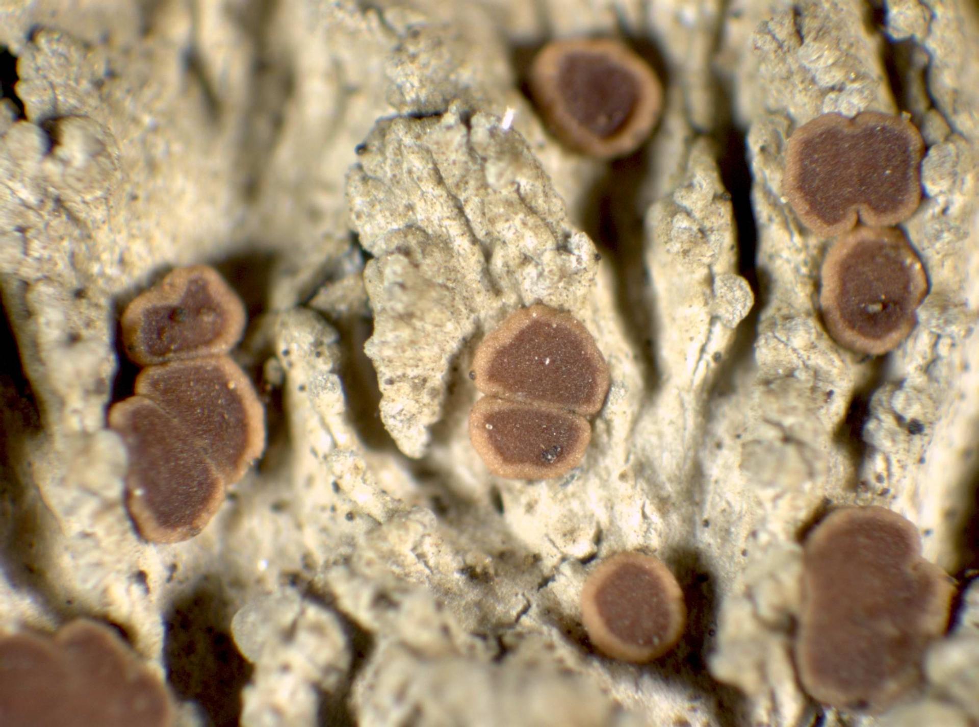 Pectenia plumbea (Lightf.) P.M. Jørg., L. Lindblom, Wedin & S. Ekman ...