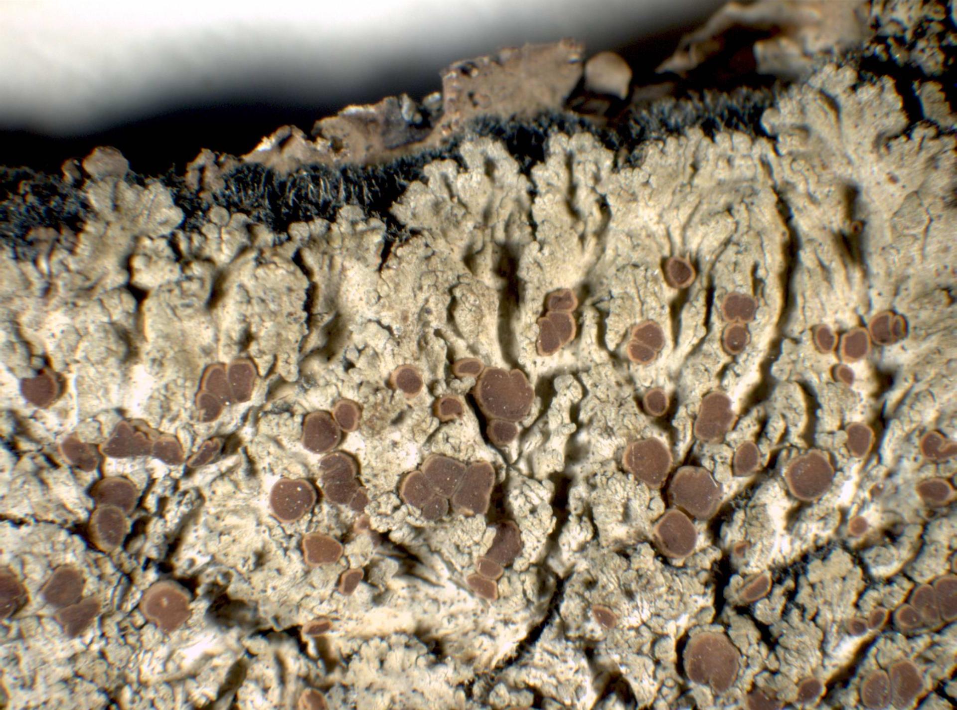 Pectenia plumbea (Lightf.) P.M. Jørg., L. Lindblom, Wedin & S. Ekman ...