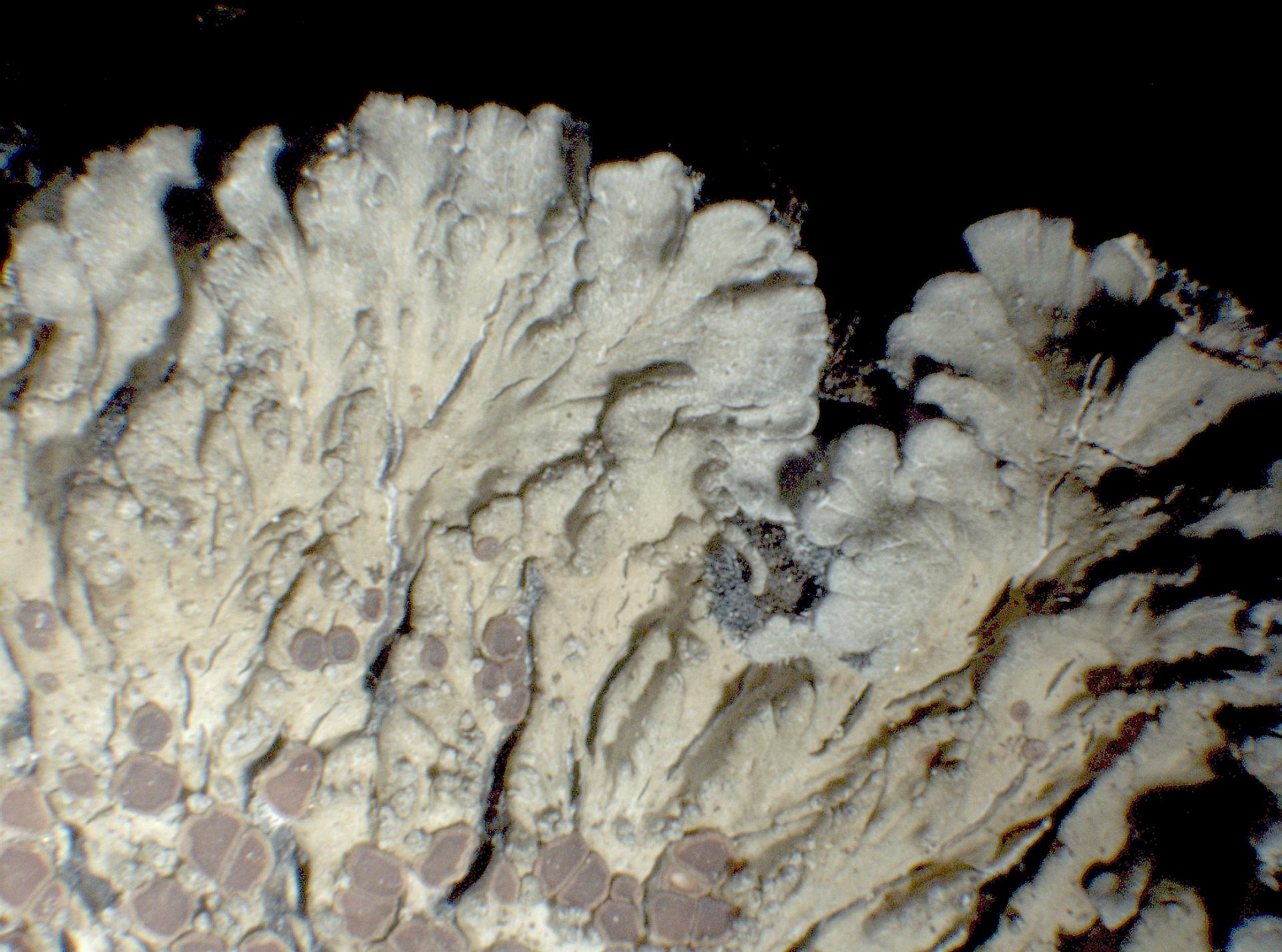 Pectenia plumbea (Lightf.) P.M. Jørg., L. Lindblom, Wedin & S. Ekman ...