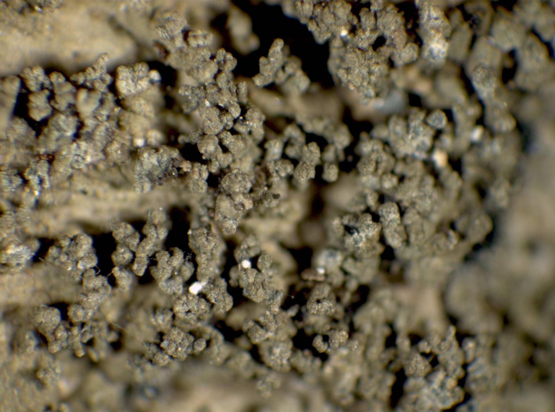 Pectenia plumbea (Lightf.) P.M. Jørg., L. Lindblom, Wedin & S. Ekman ...