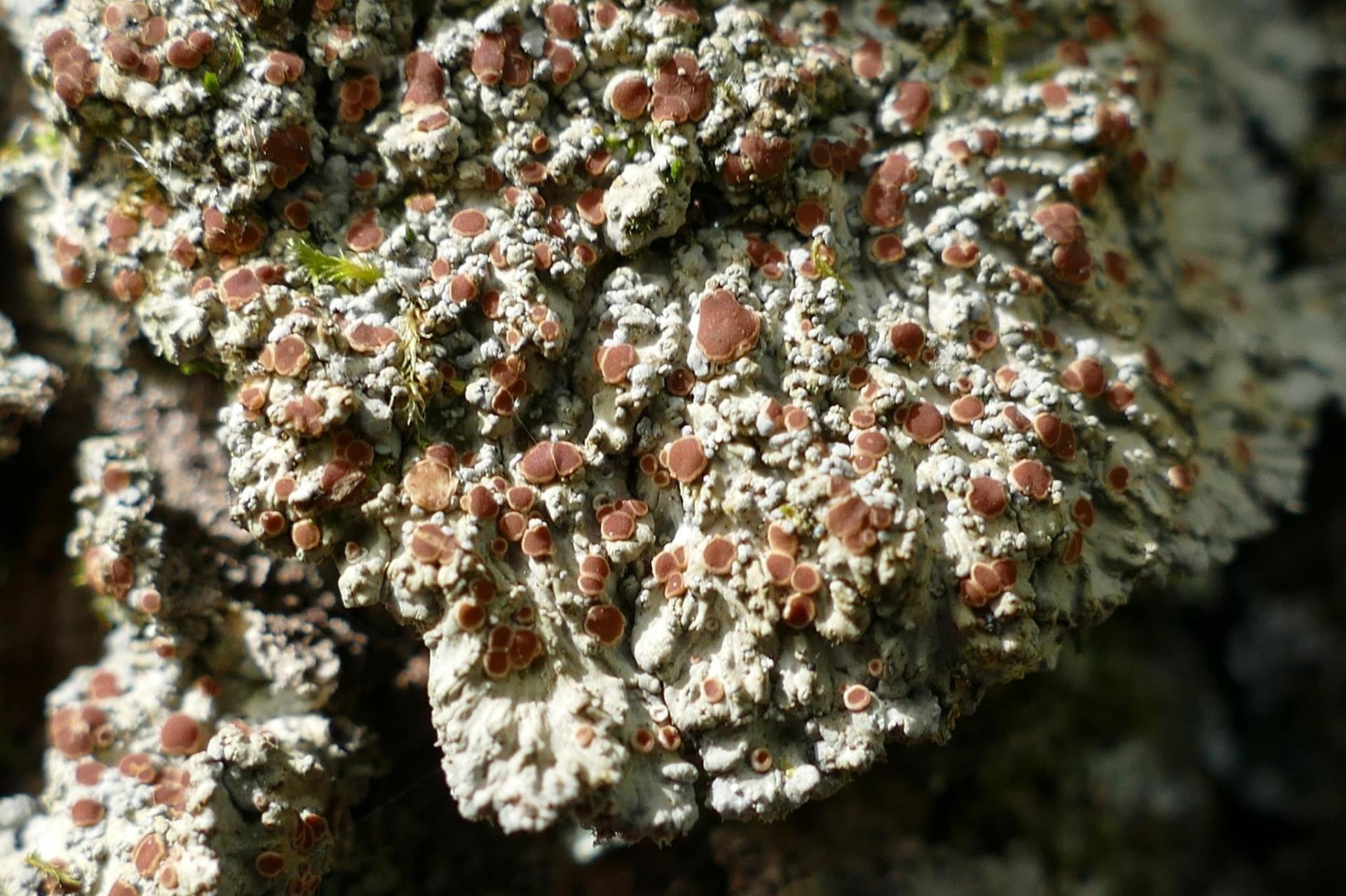 Pectenia plumbea (Lightf.) P.M. Jørg., L. Lindblom, Wedin & S. Ekman ...