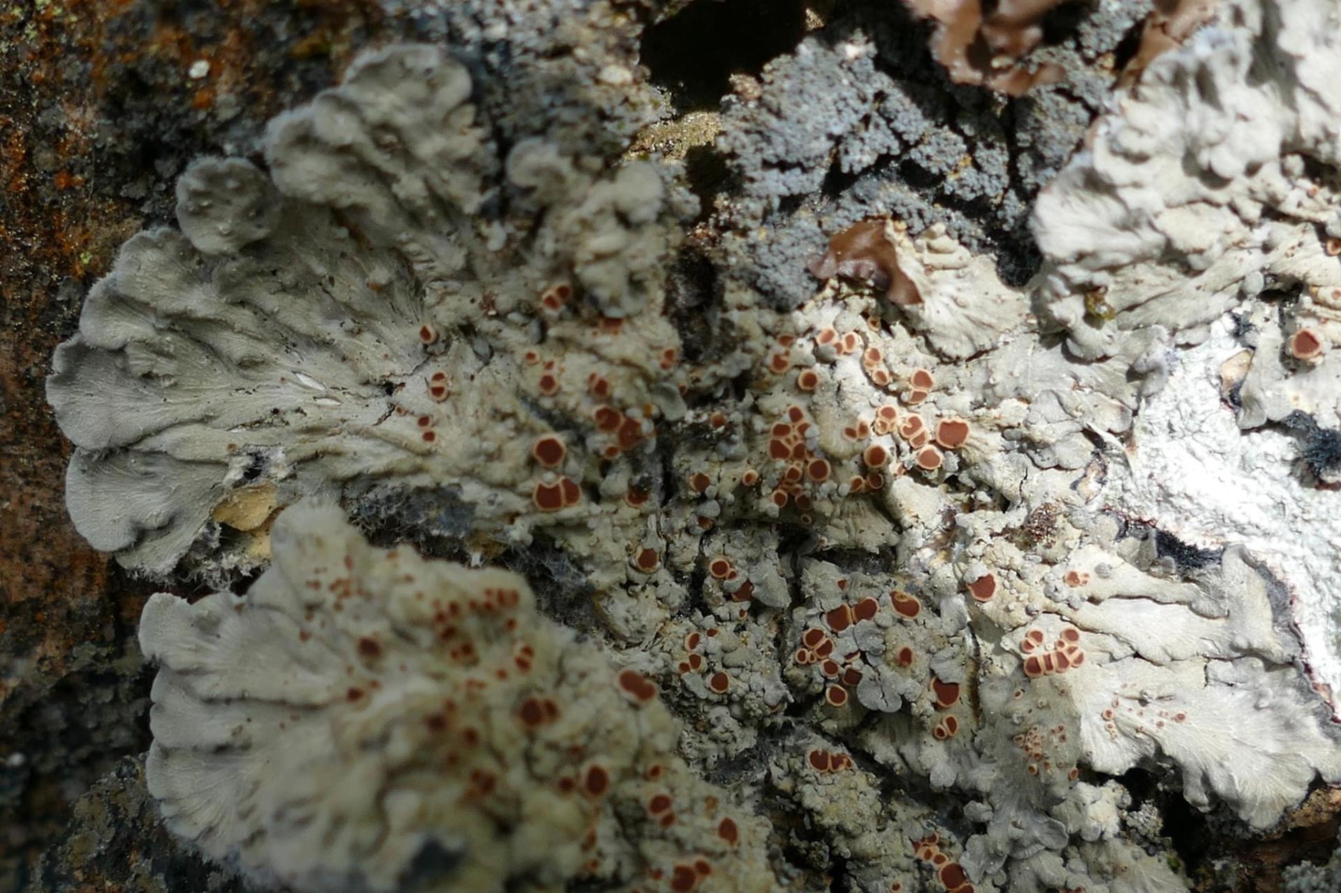 Pectenia plumbea (Lightf.) P.M. Jørg., L. Lindblom, Wedin & S. Ekman ...