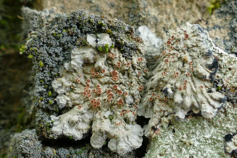 Pectenia plumbea (Lightf.) P.M. Jørg., L. Lindblom, Wedin & S. Ekman ...