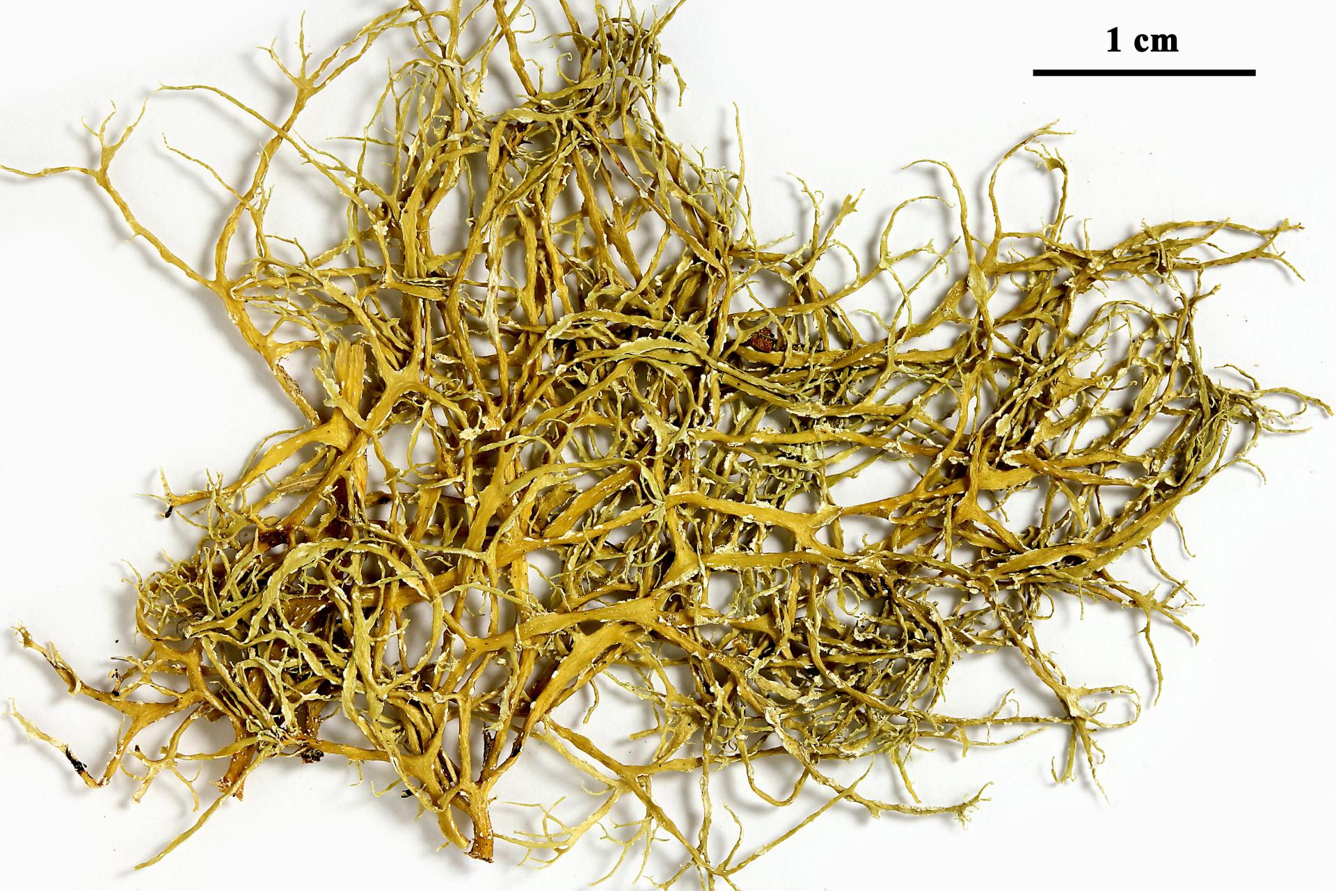Ramalina peruviana Ach. | Azorean Biodiversity Portal