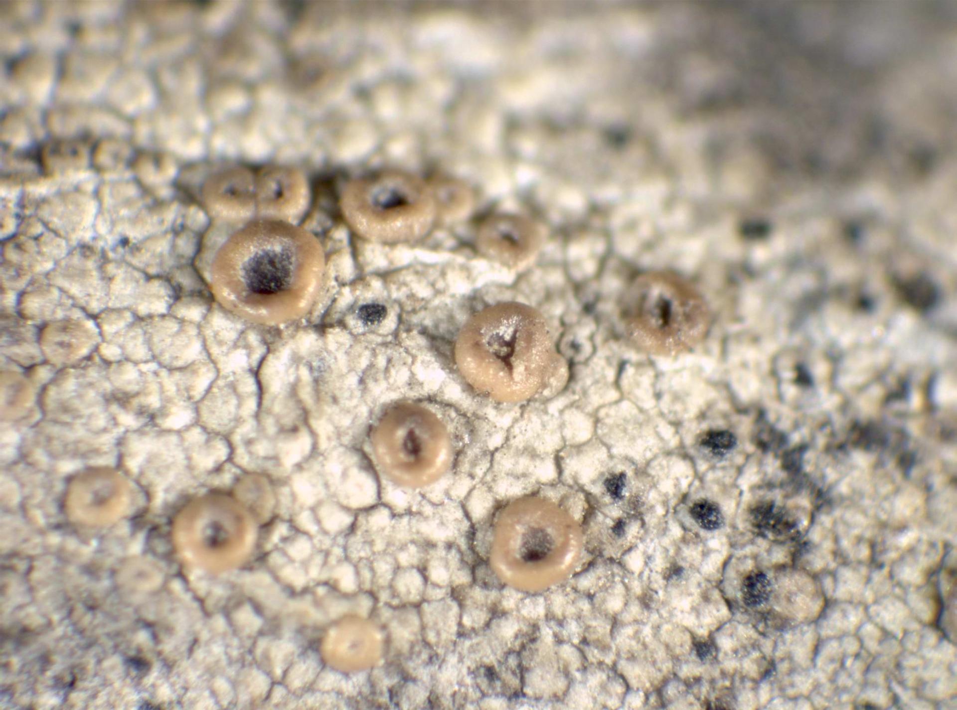 Cliostomum griffithii (Sm.) Coppins | Azorean Biodiversity Portal