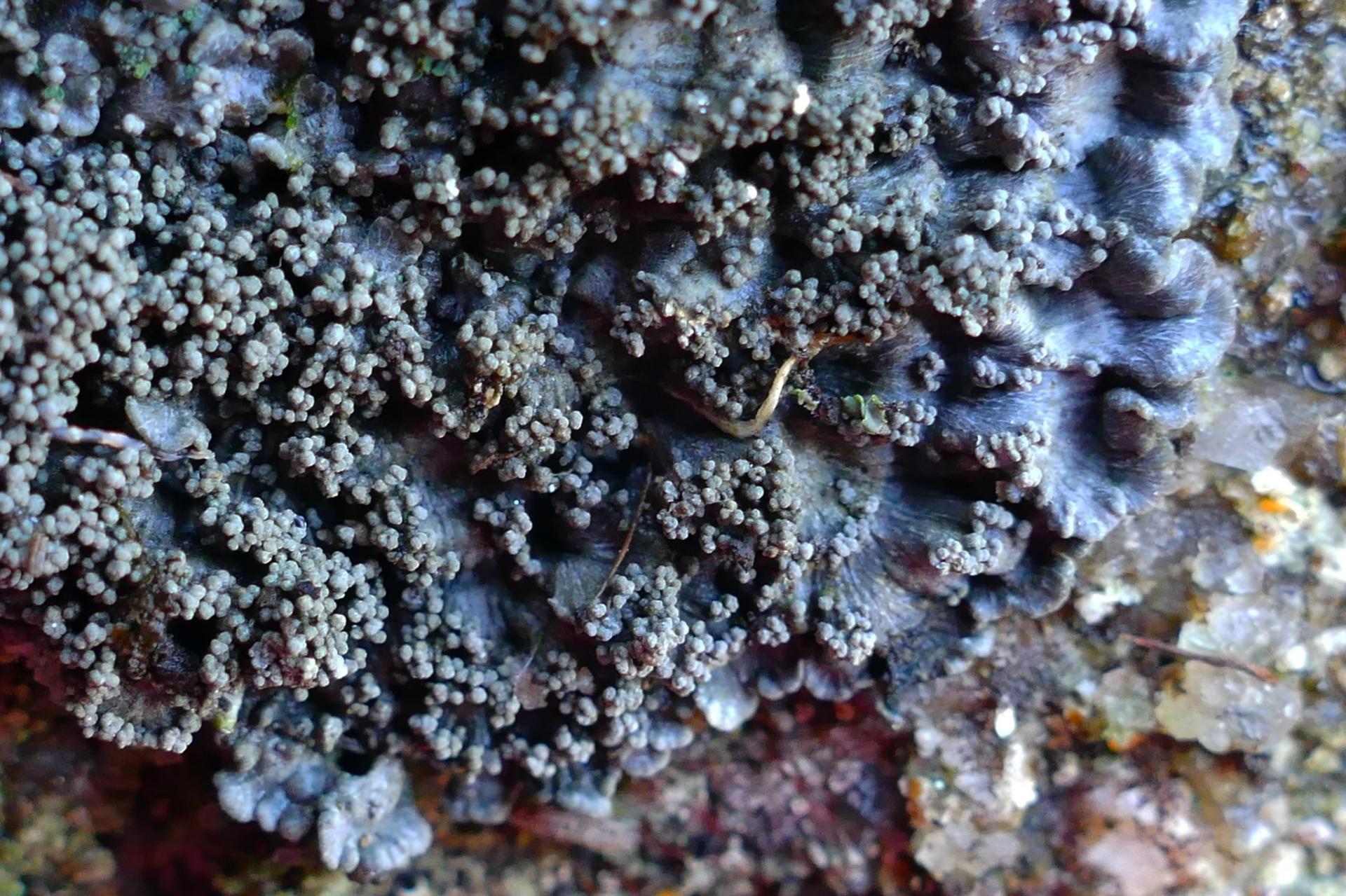 Pectenia atlantica (Degel.) P.M. Jørg., L. Lindblom, Wedin & S. Ekman ...