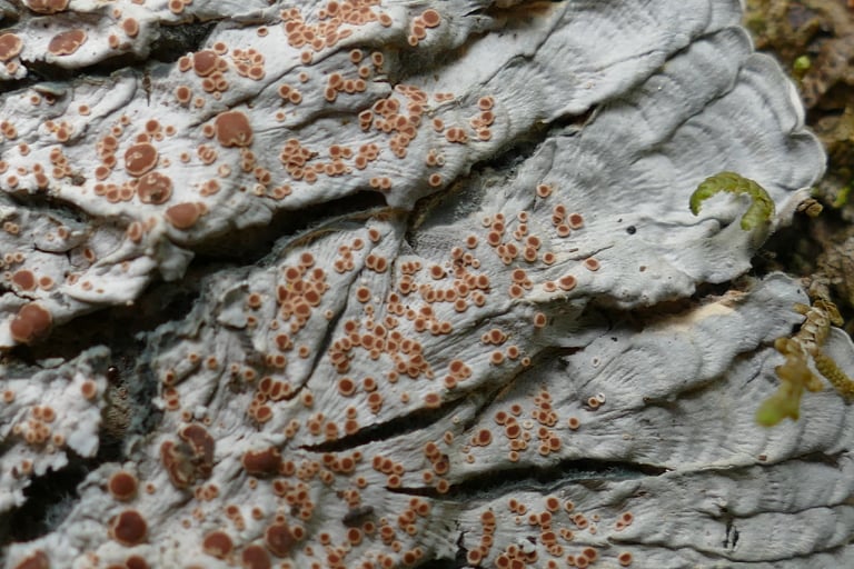 Pectenia atlantica (Degel.) P.M. Jørg., L. Lindblom, Wedin & S. Ekman ...