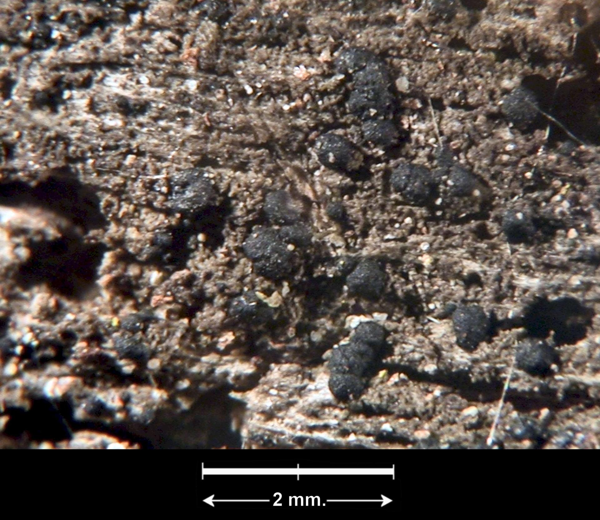 Micarea botryoides (Nyl.) Coppins | Azorean Biodiversity Portal