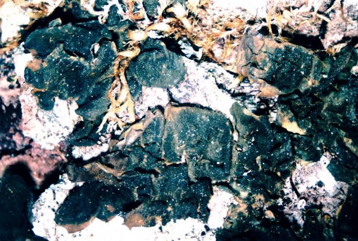 Collema subflaccidum Degel. | Azorean Biodiversity Portal