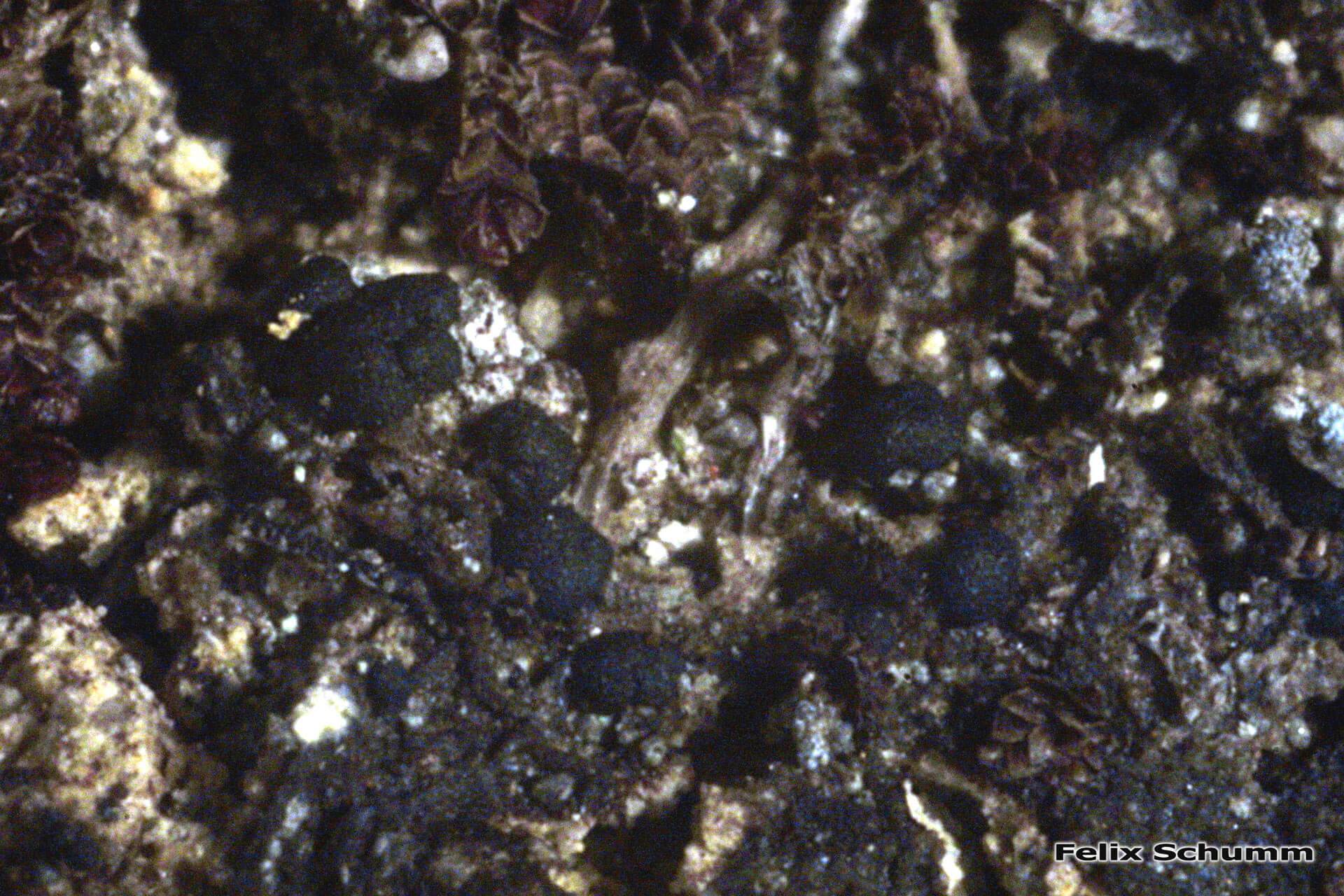 Micarea melaena (Nyl.) Hedl. | Azorean Biodiversity Portal