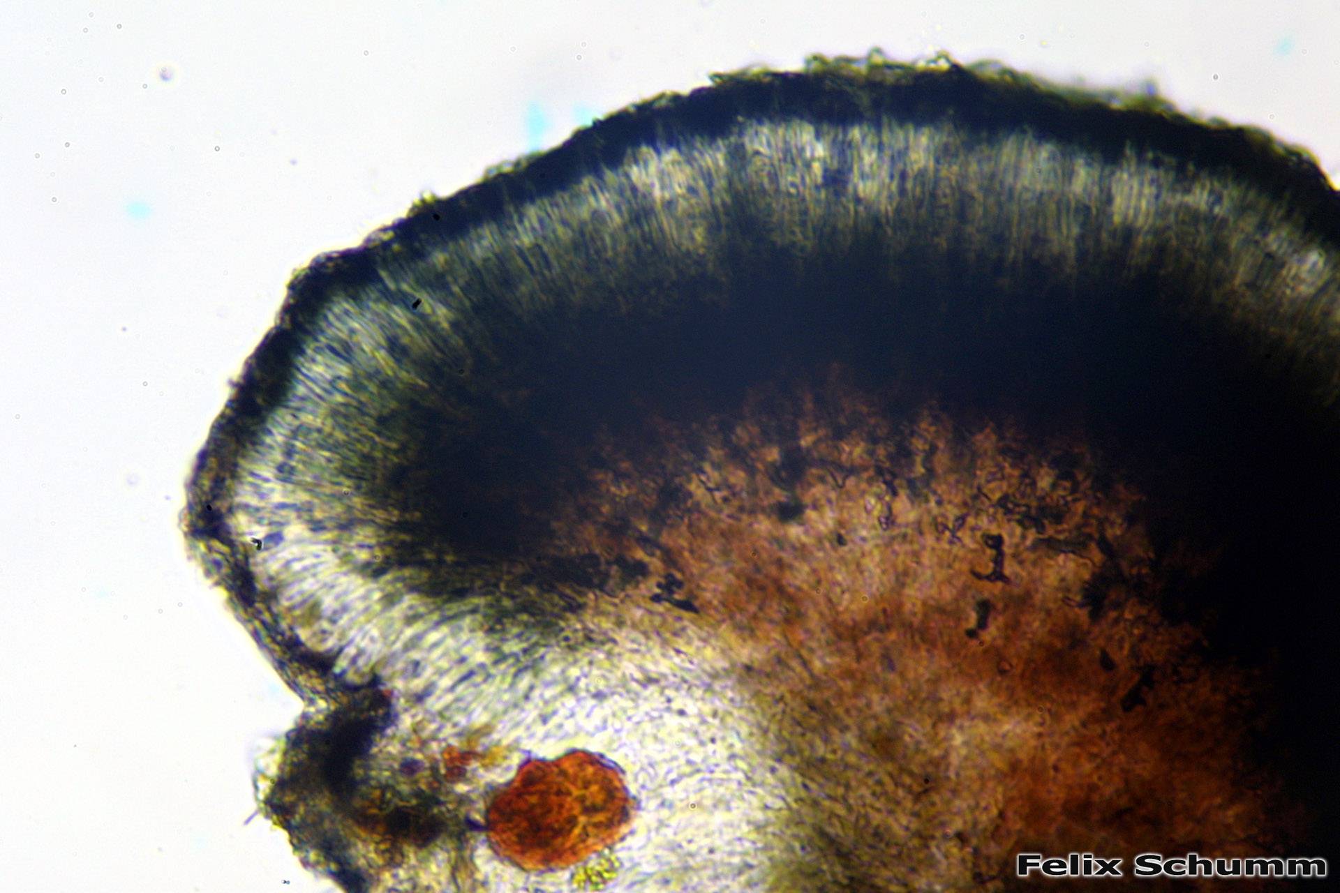 Micarea melaena (Nyl.) Hedl. | Azorean Biodiversity Portal