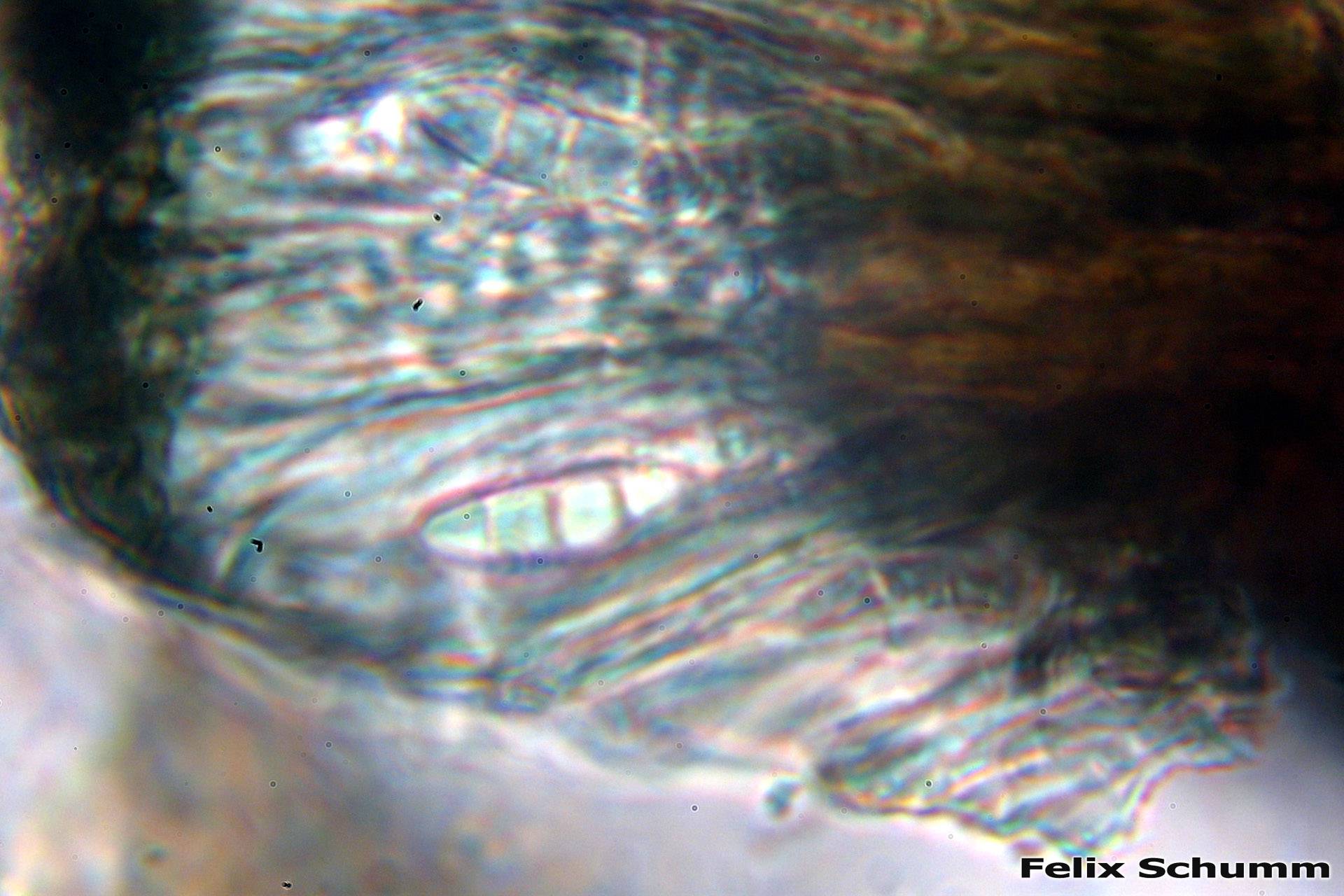 Micarea melaena (Nyl.) Hedl. | Azorean Biodiversity Portal