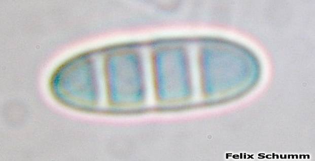 Micarea melaena (Nyl.) Hedl. | Azorean Biodiversity Portal