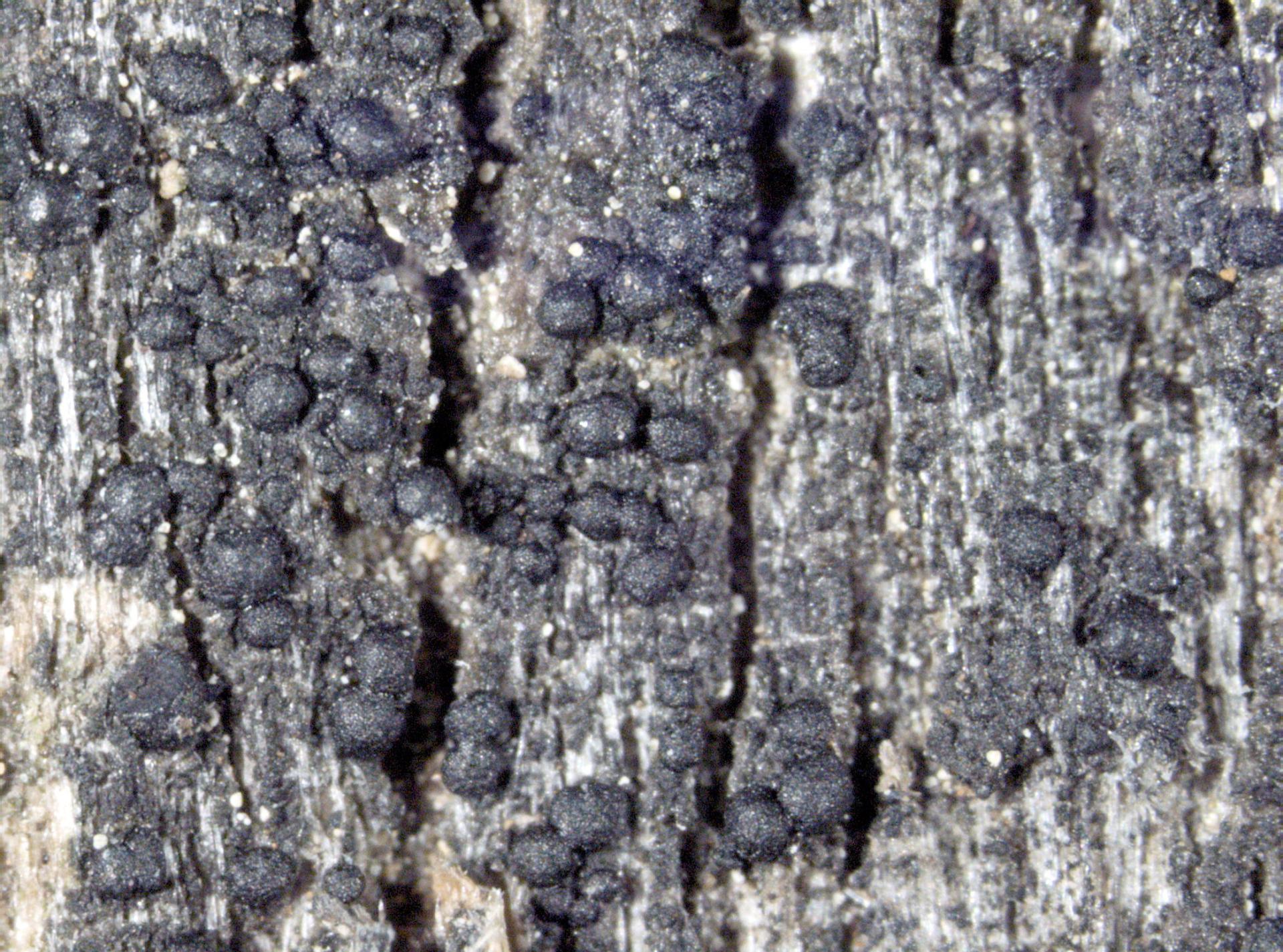 Micarea melaena (Nyl.) Hedl. | Azorean Biodiversity Portal